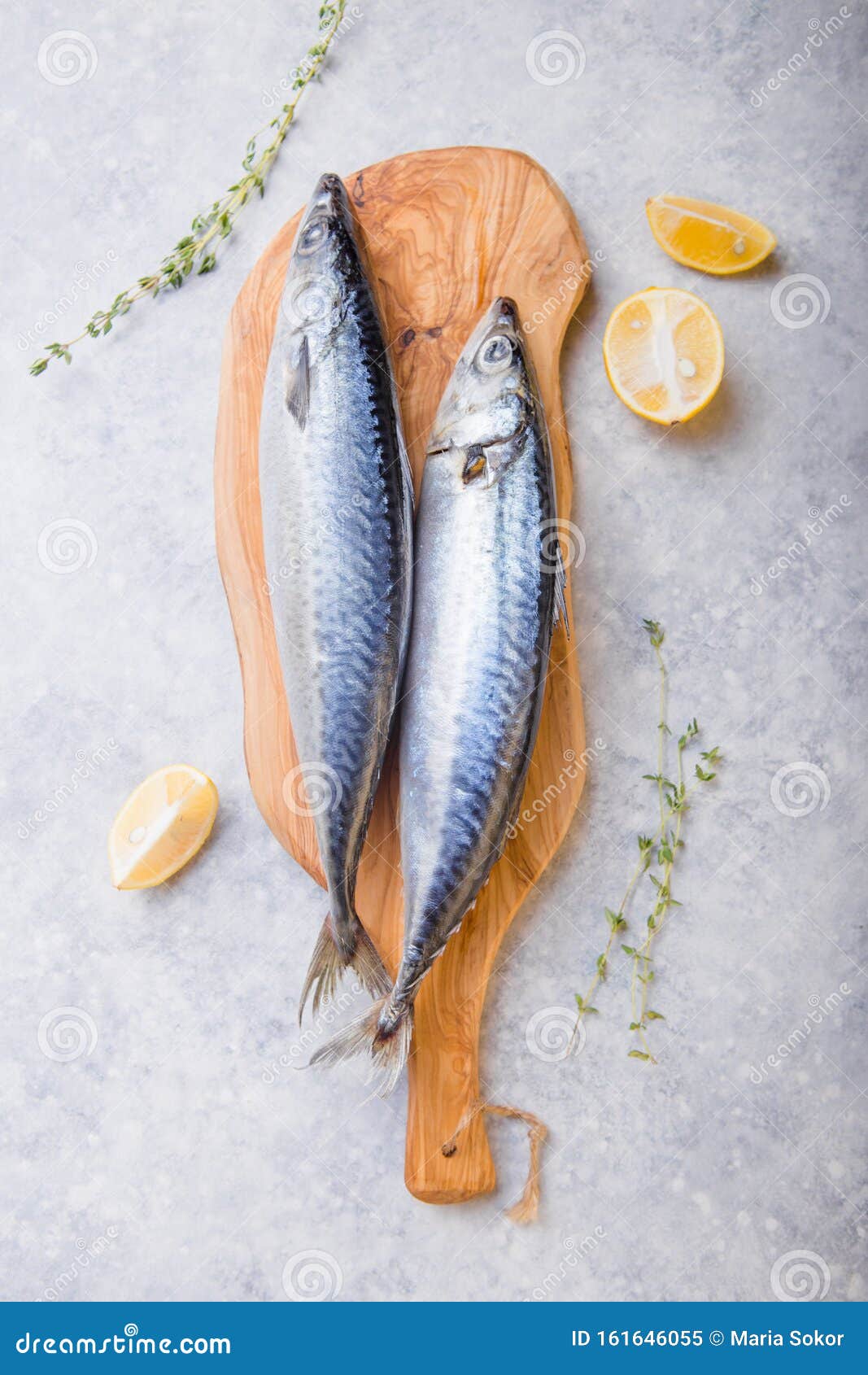 Atlantic Bonito Sarda or Palamida that is Large Mackerel-like Fish ...