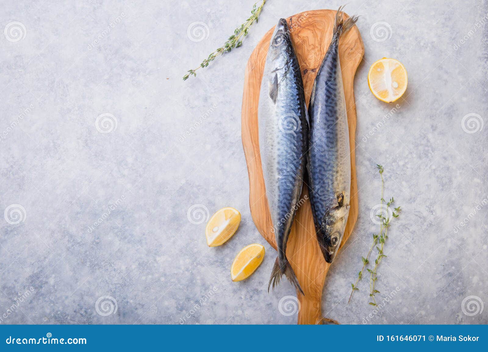 Atlantic Bonito Sarda or Palamida that is Large Mackerel-like Fish ...