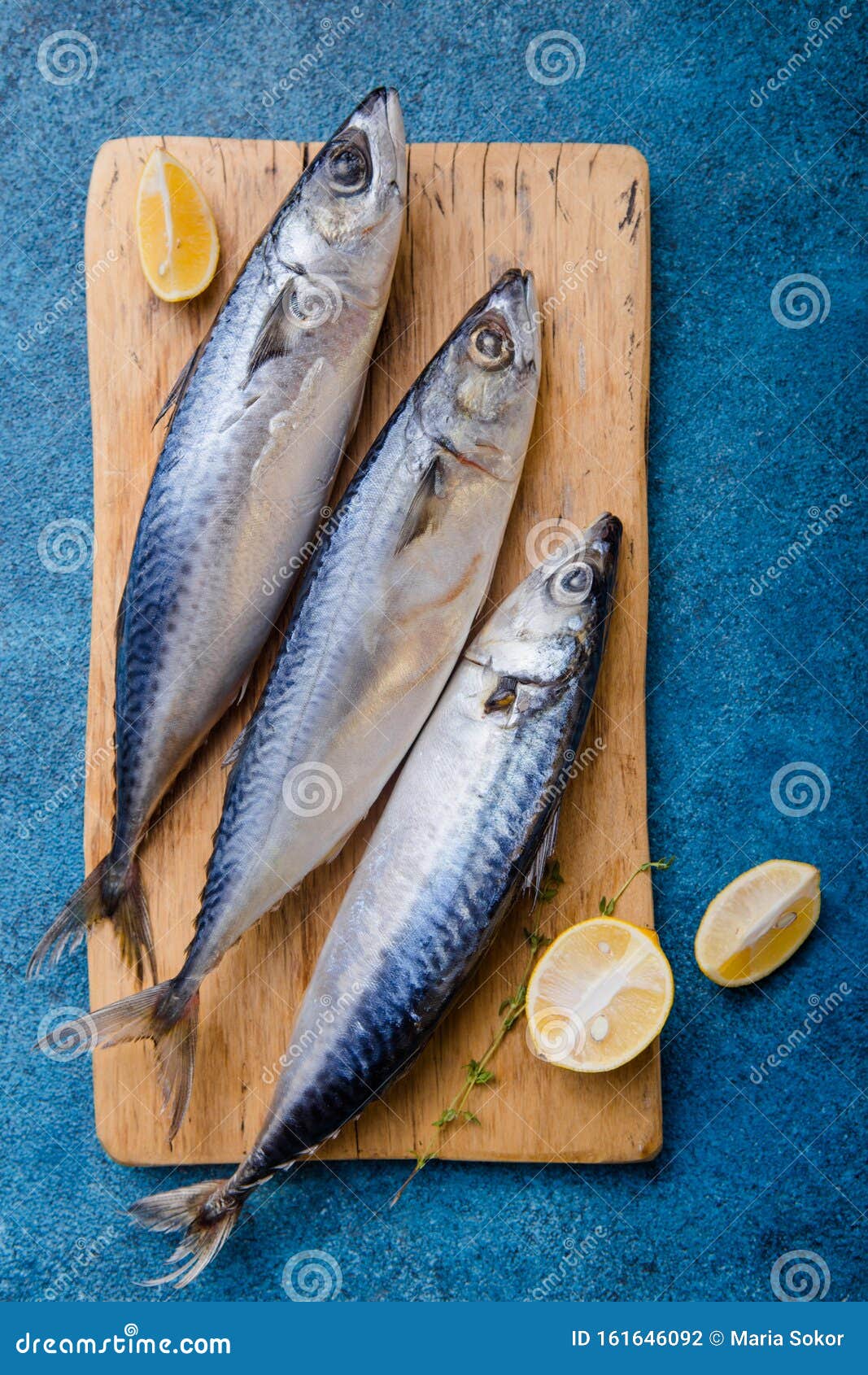 Atlantic Bonito Sarda or Palamida that is Large Mackerel-like Fish ...