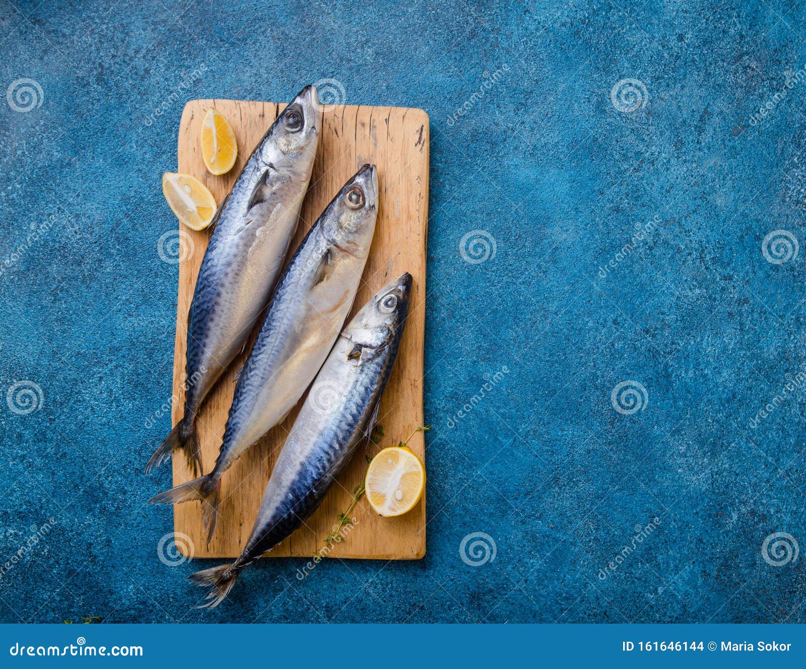 Atlantic Bonito Sarda or Palamida that is Large Mackerel-like Fish ...