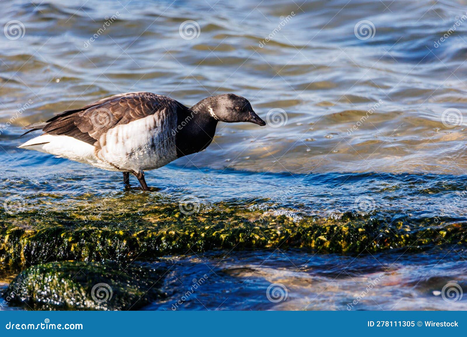 Atlantic Brant on a Mossy Rock in a Body of Water, Its Reflection ...