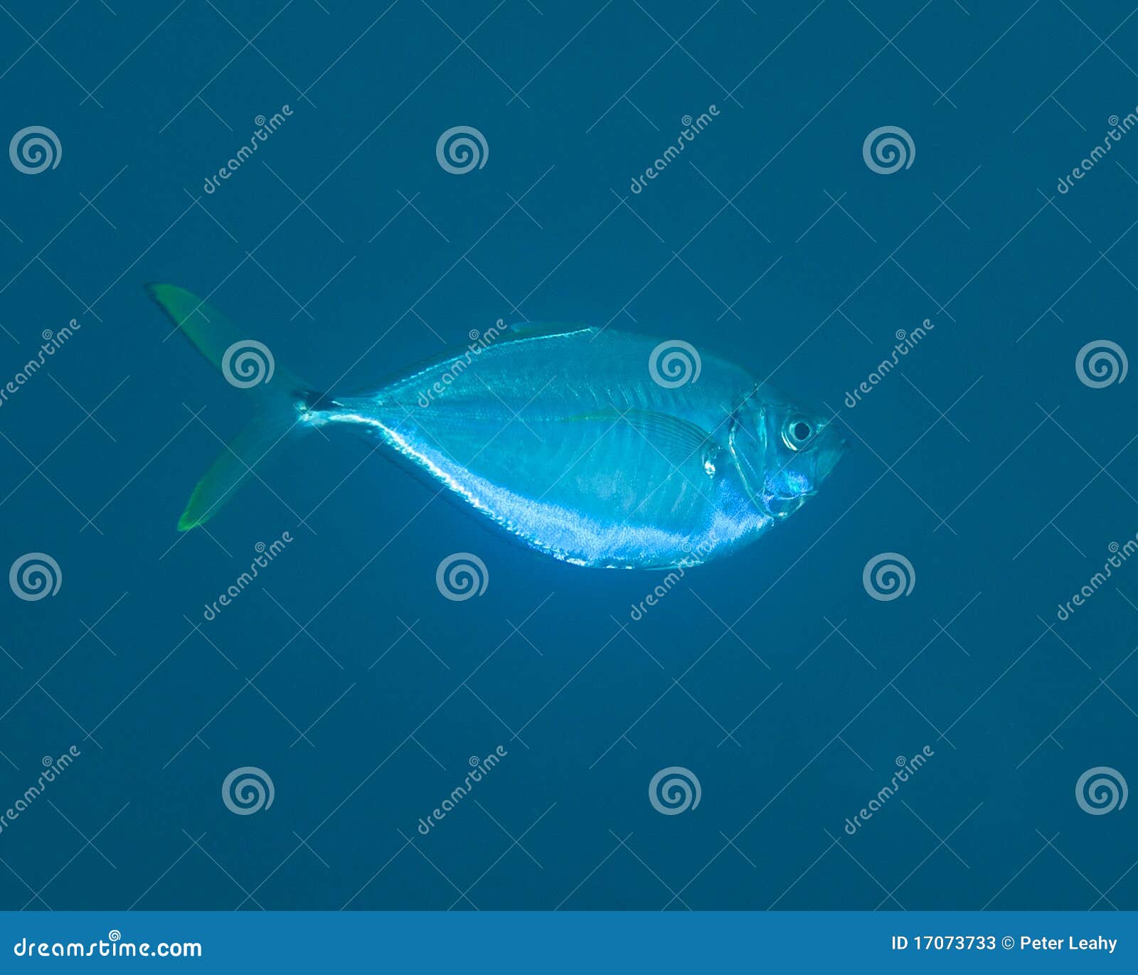 Atlantic Bumper stock image. Image of biology, florida - 17073733