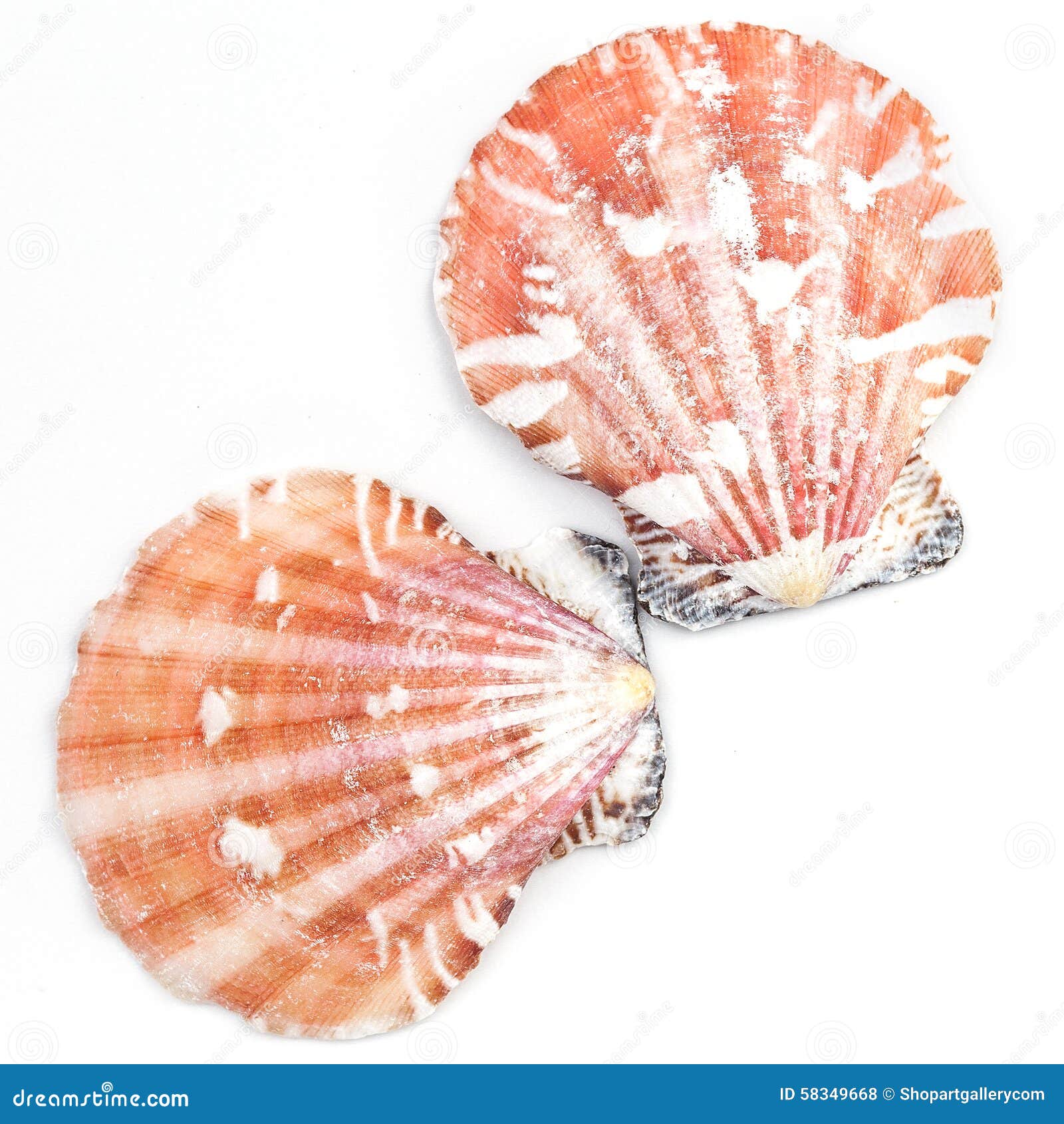 Atlantic Calico Scallop Shell (Argopecten Gibbus) Stock Photo - Image ...