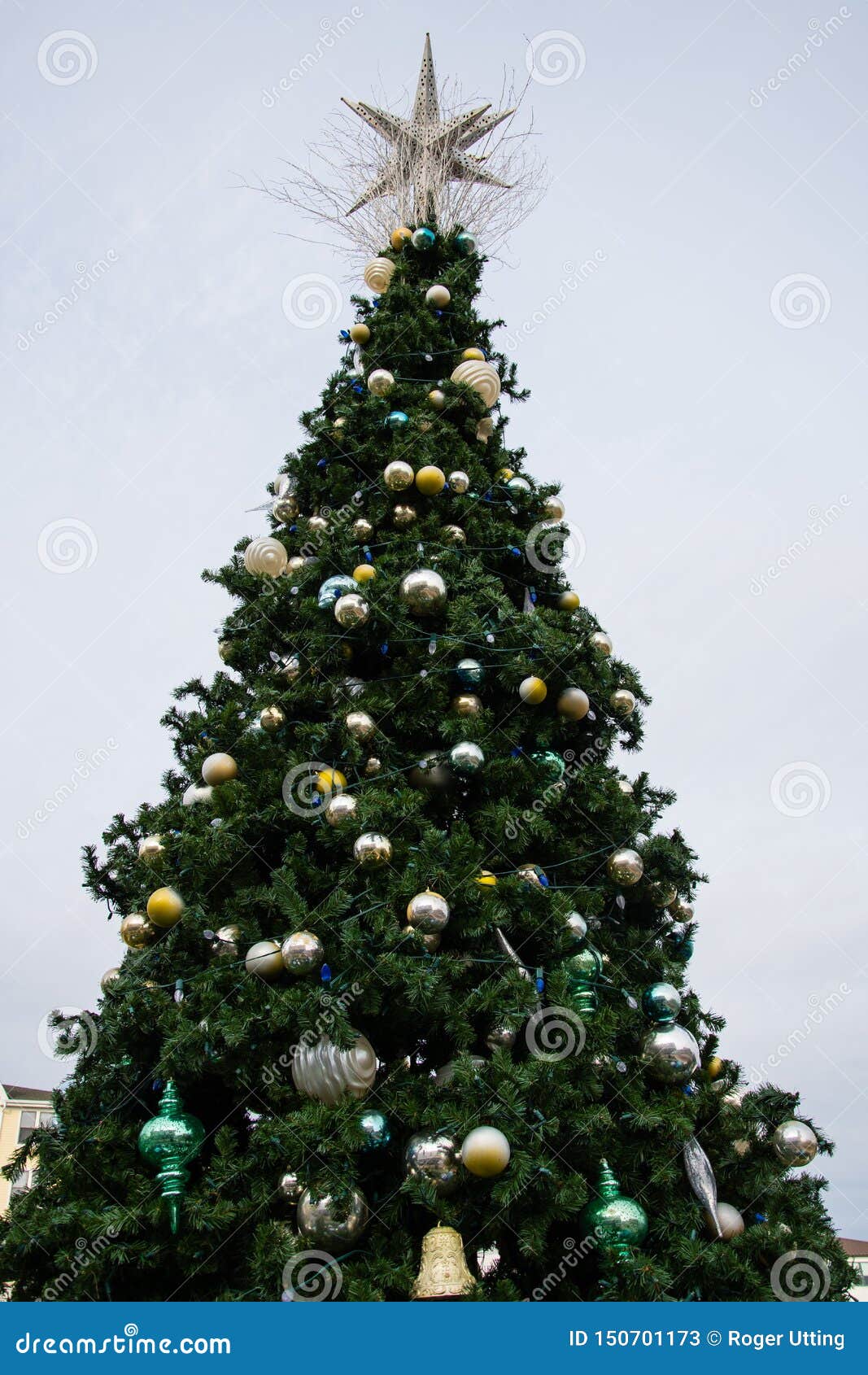 Atlantic Christmas Tree stock image. Image of star, 25th - 150701173