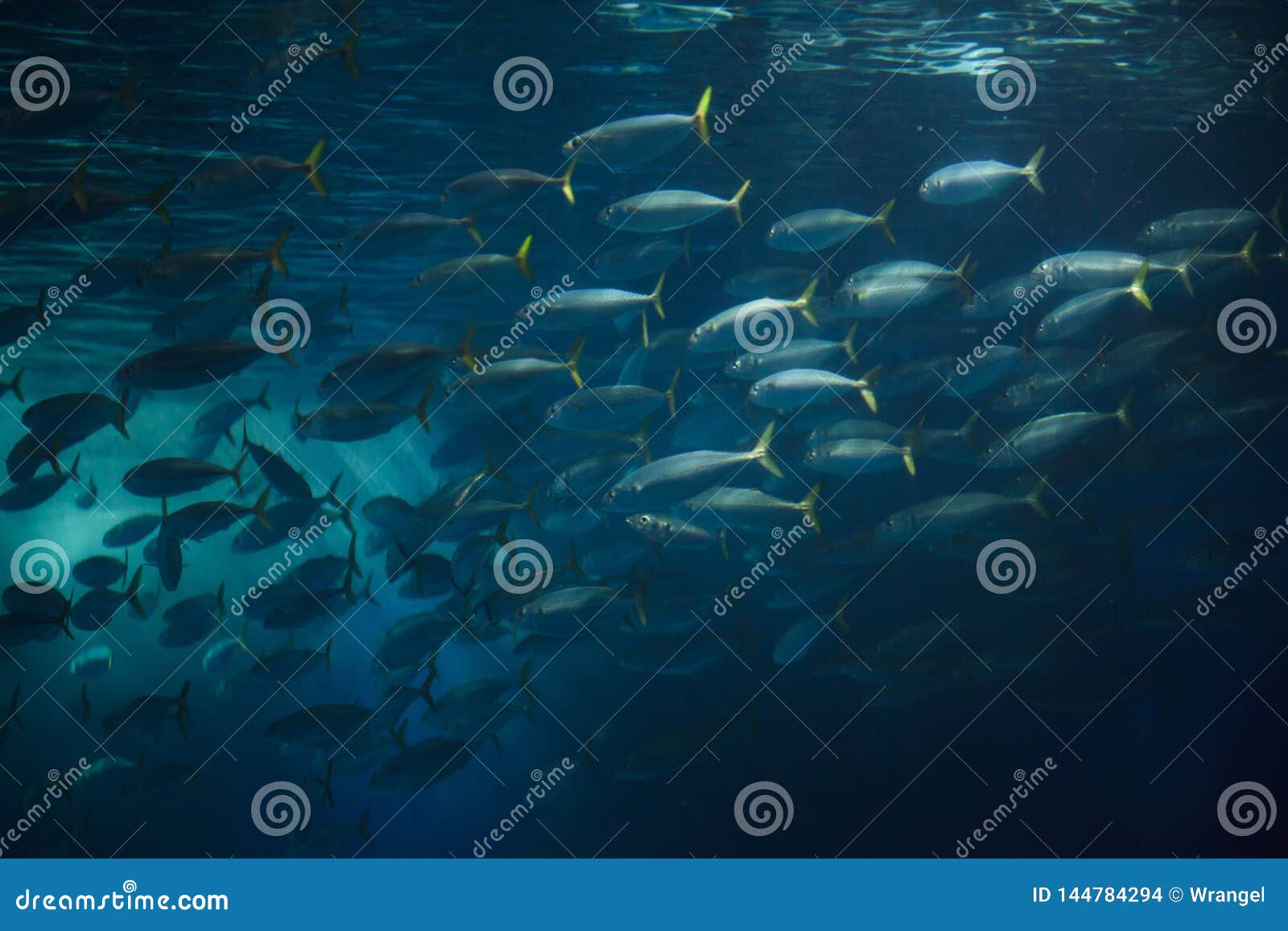 Atlantic Chub Mackerel Scomber Colias Stock Photo - Image of fish ...