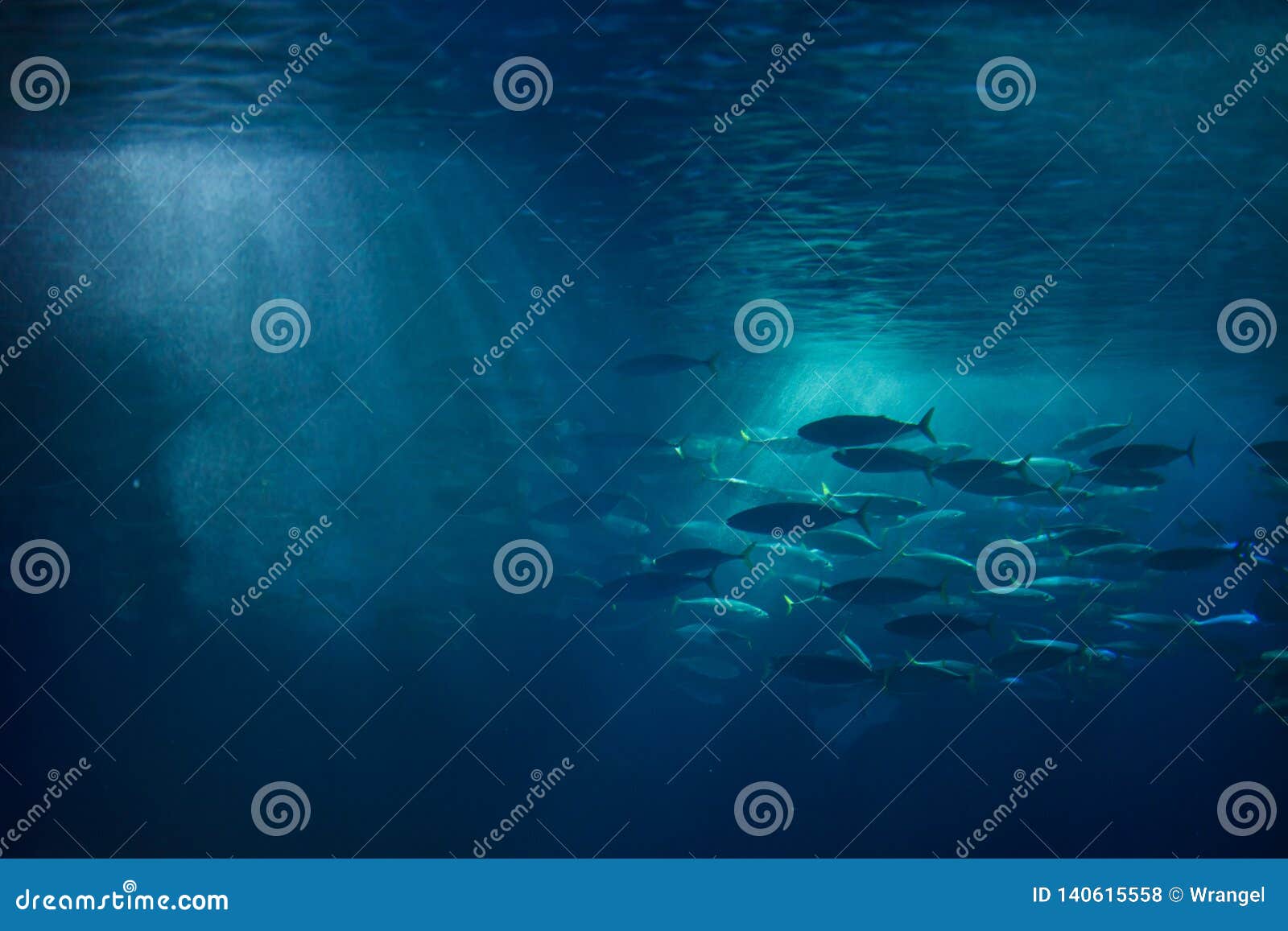Atlantic Chub Mackerel Scomber Colias Stock Photo - Image of fauna ...