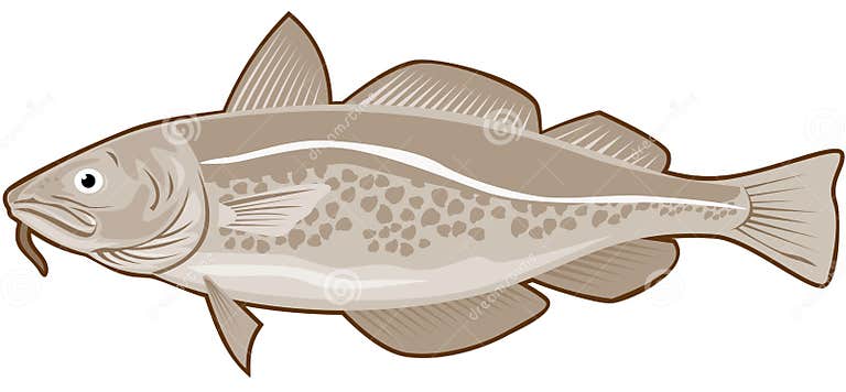 Atlantic Cod stock vector. Illustration of haddock, jumping - 5678552