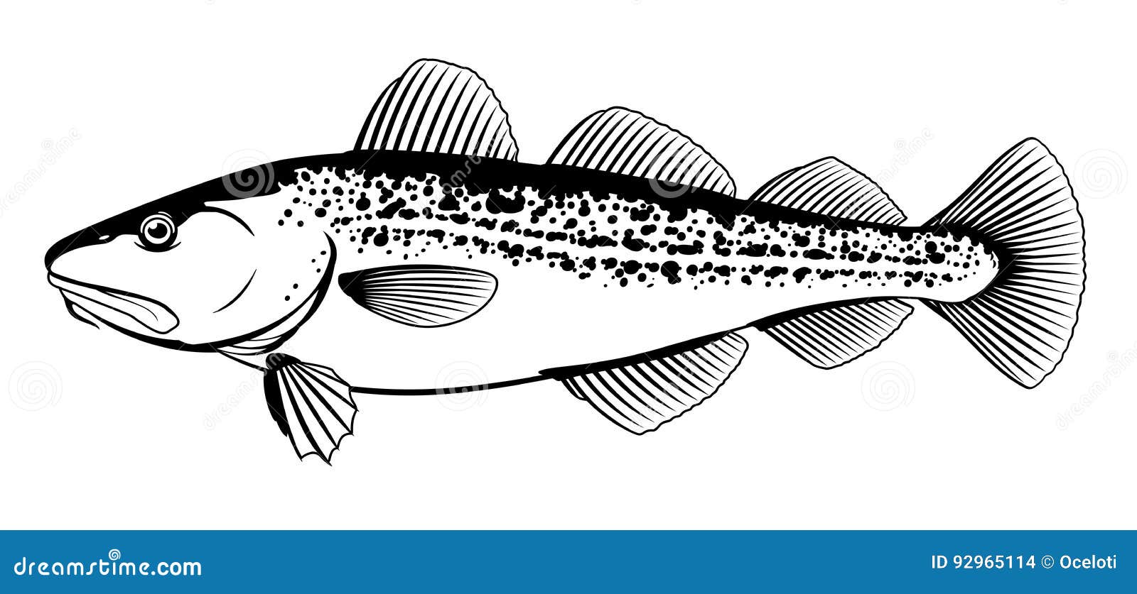 Atlantic Cod Black and White Fish Stock Vector - Illustration of ...