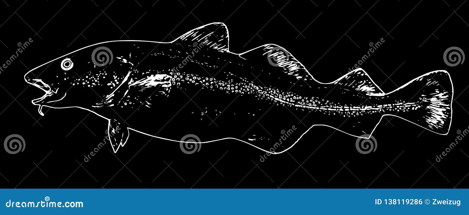 Atlantic Cod Fish Predator on Black Background Stock Illustration ...