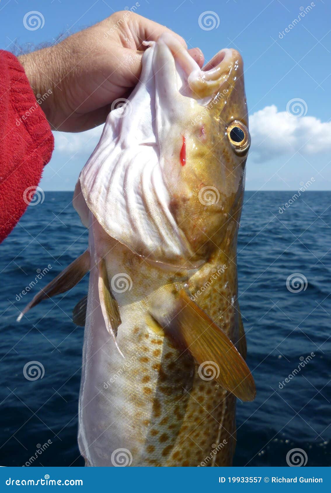 Atlantic Cod Fishing