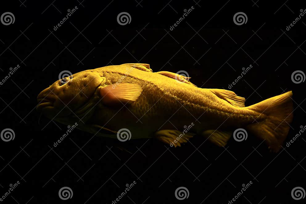 Atlantic Cod Fish Underwater Stock Image - Image of esea, darkness ...