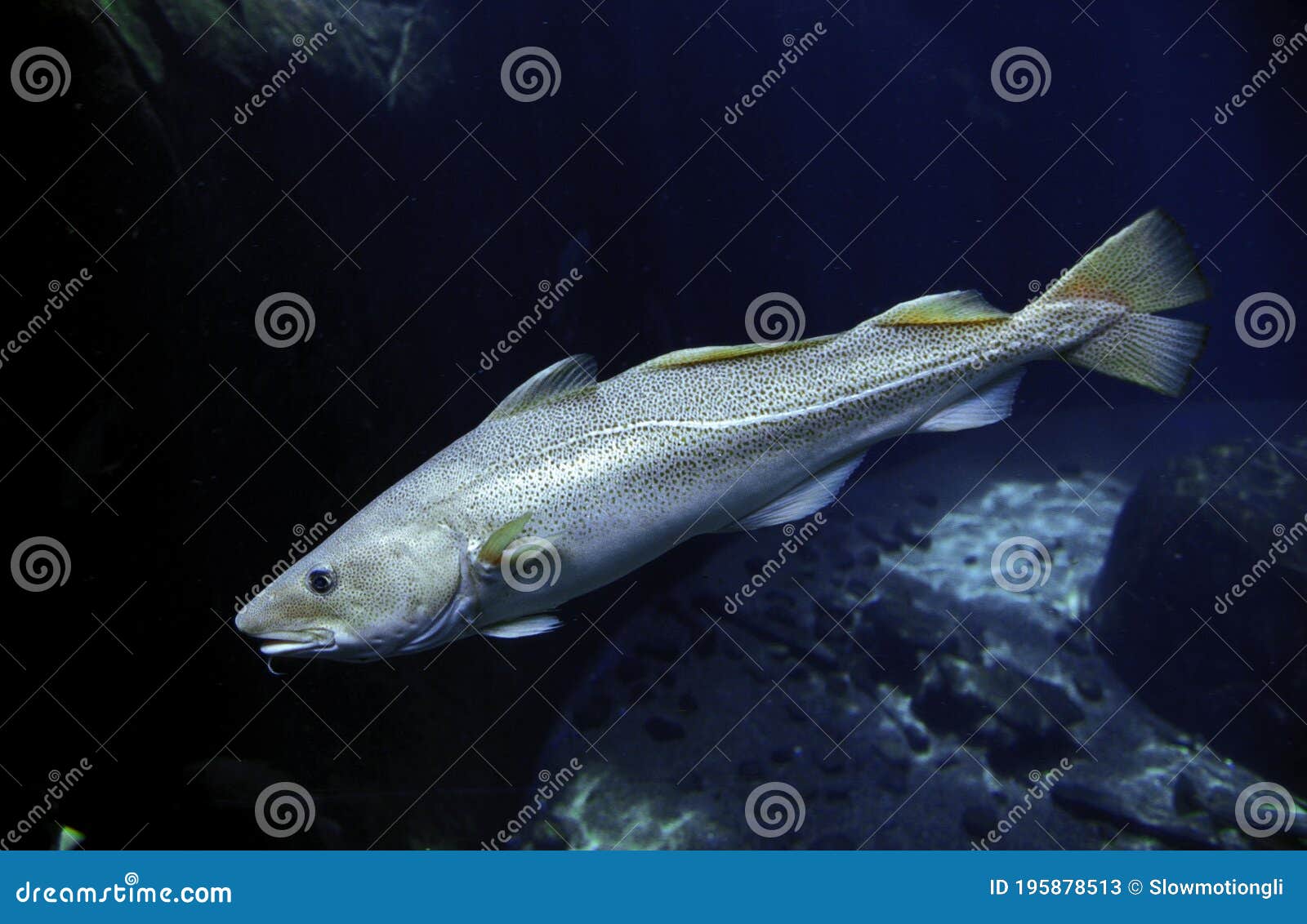 Atlantic Cod, Gadus Morhua, Adult Stock Image - Image of fish, europe ...