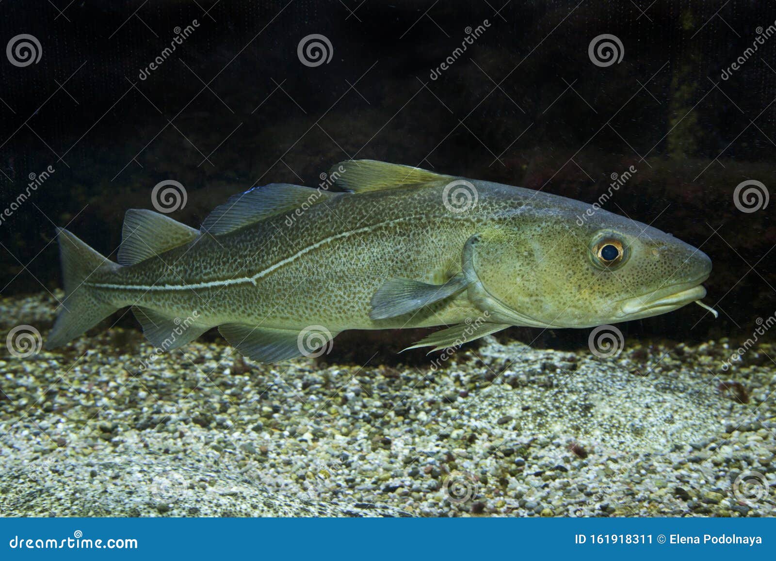 The Atlantic Cod Gadus Morhua. Stock Image - Image of food, saltwater ...