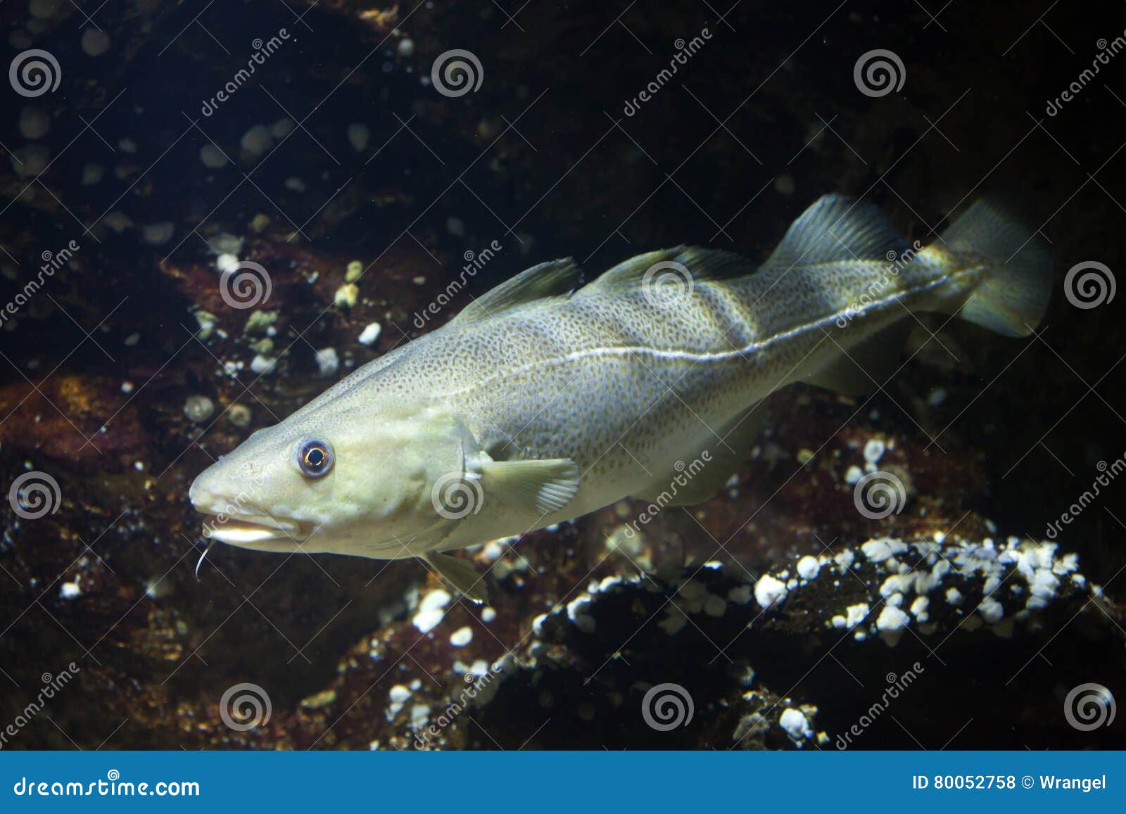Atlantic Cod Gadus Morhua. Stock Photo | CartoonDealer.com #80763090