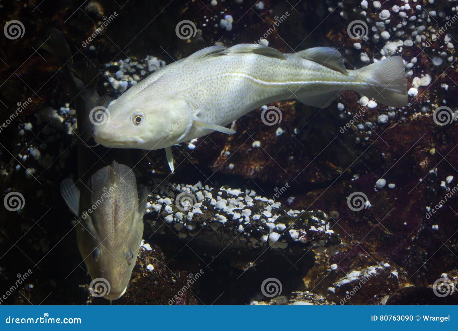 Atlantic cod Gadus morhua. stock photo. Image of gadiformes - 80763090