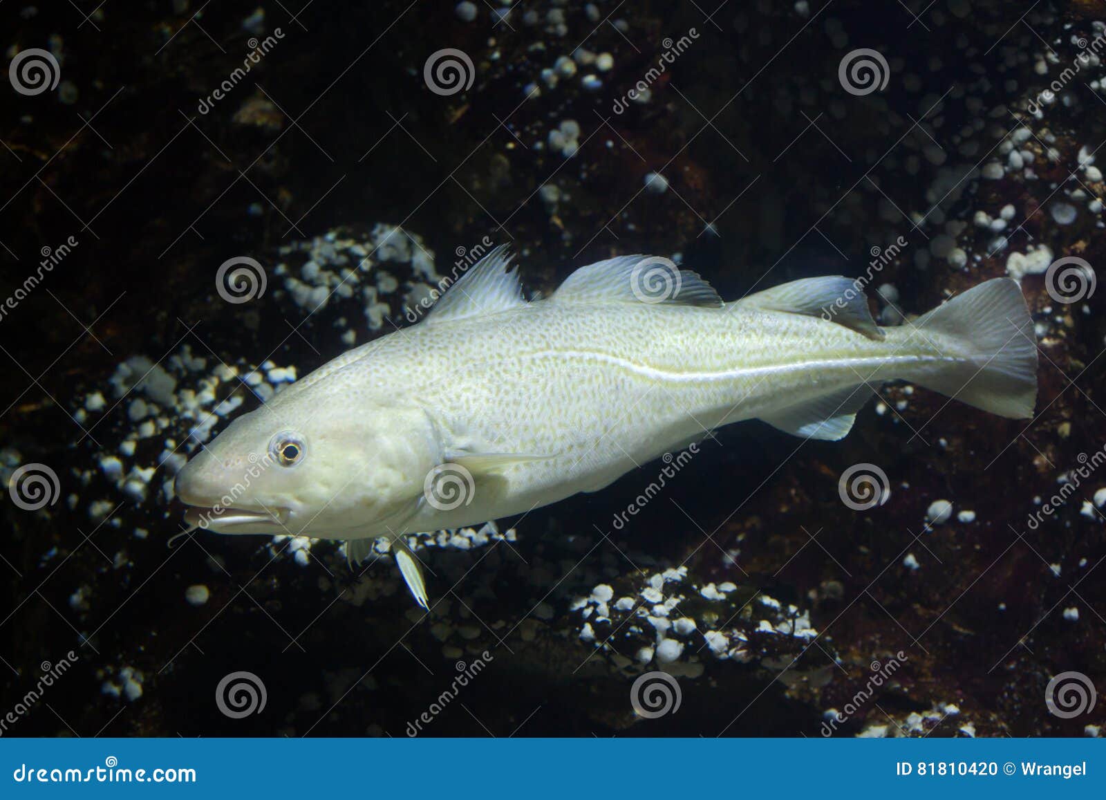 Atlantic Cod Gadus Morhua. Stock Photo | CartoonDealer.com #80763090