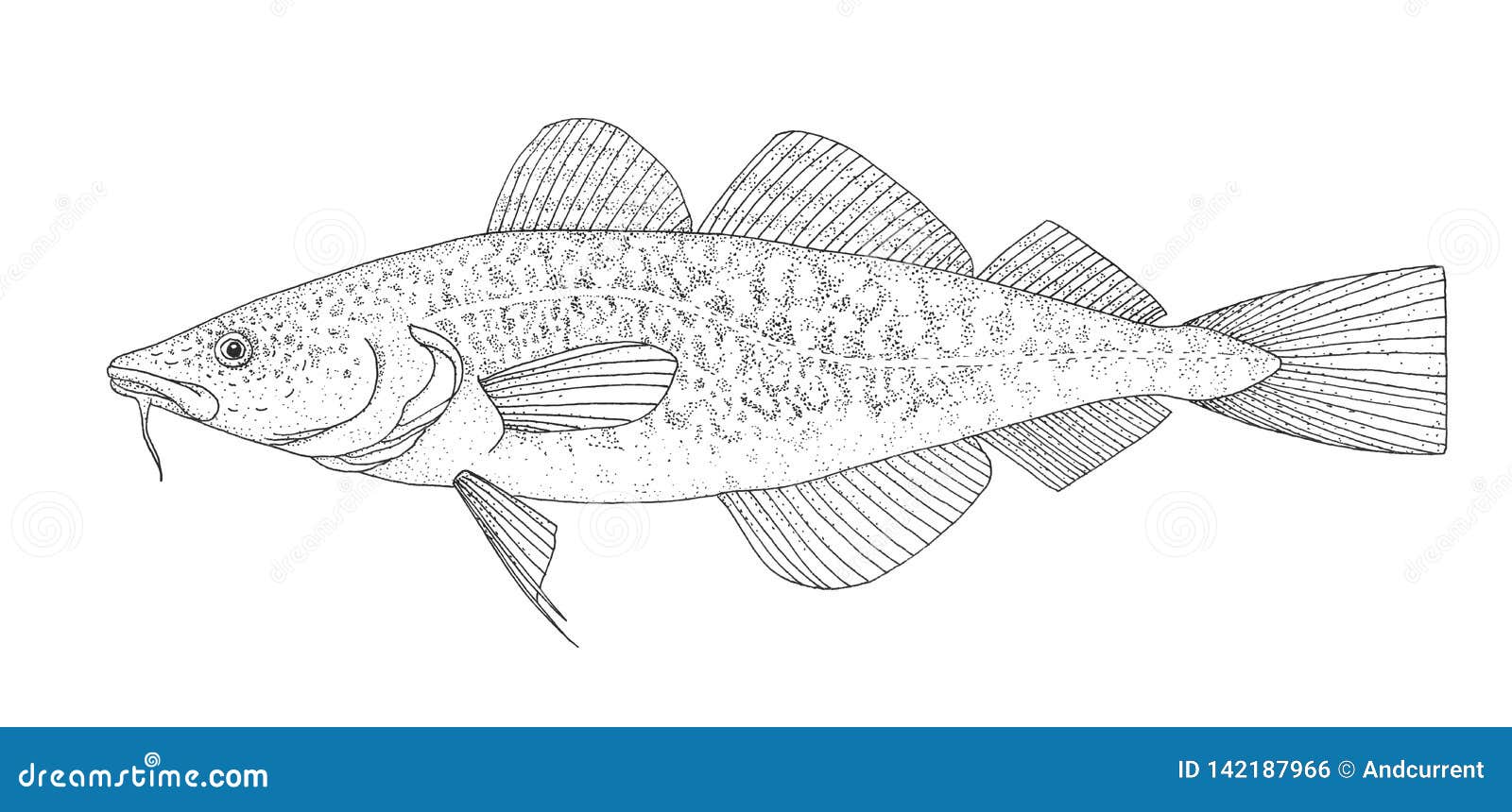 Atlantic Cod. Hand Drawn Black Image Stock Illustration - Illustration ...