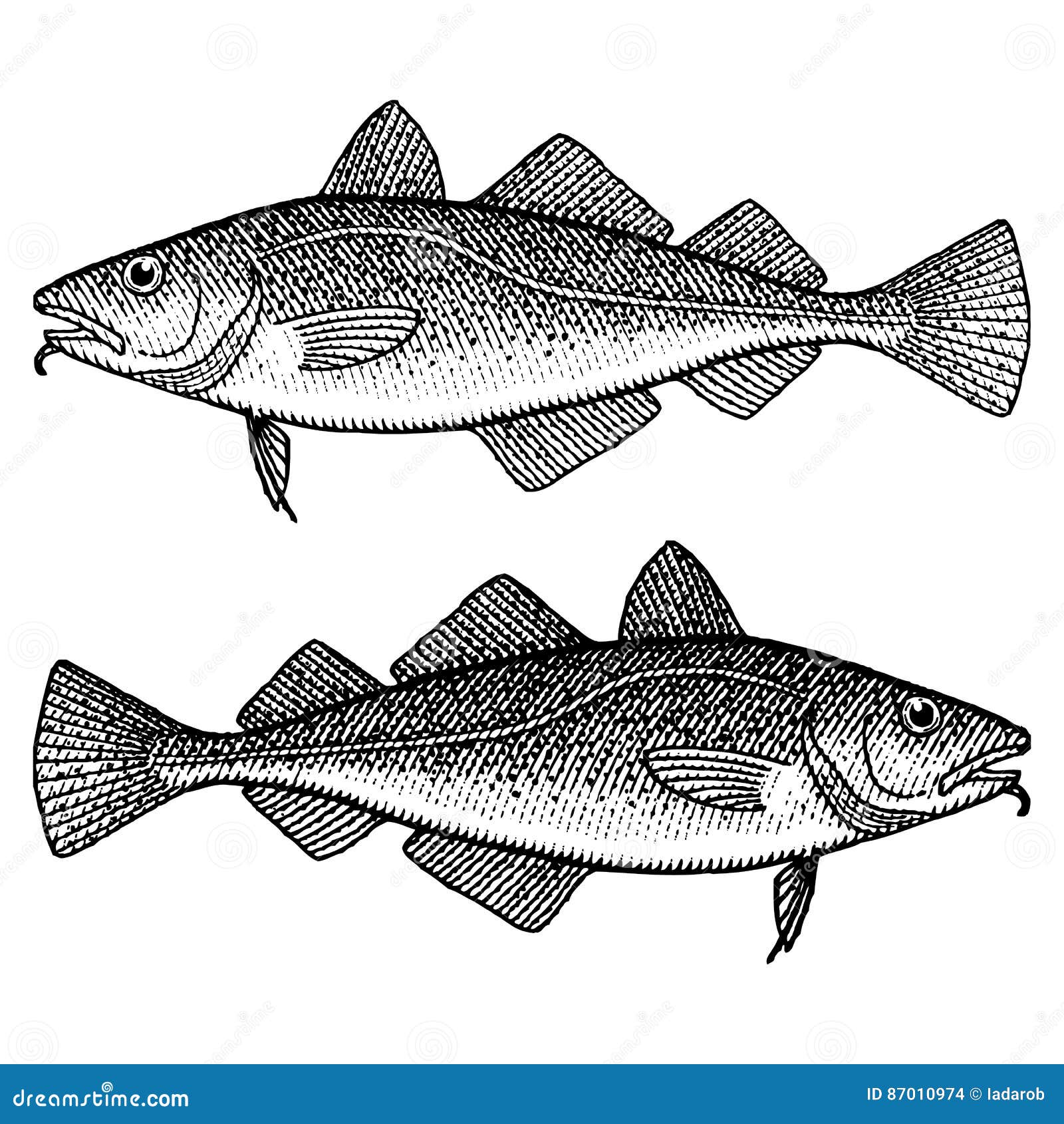 Atlantic Cod in a Vintage Style Stock Vector - Illustration of woodcut ...