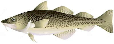 Atlantic cod stock vector. Illustration of barents, hebrides - 34973316