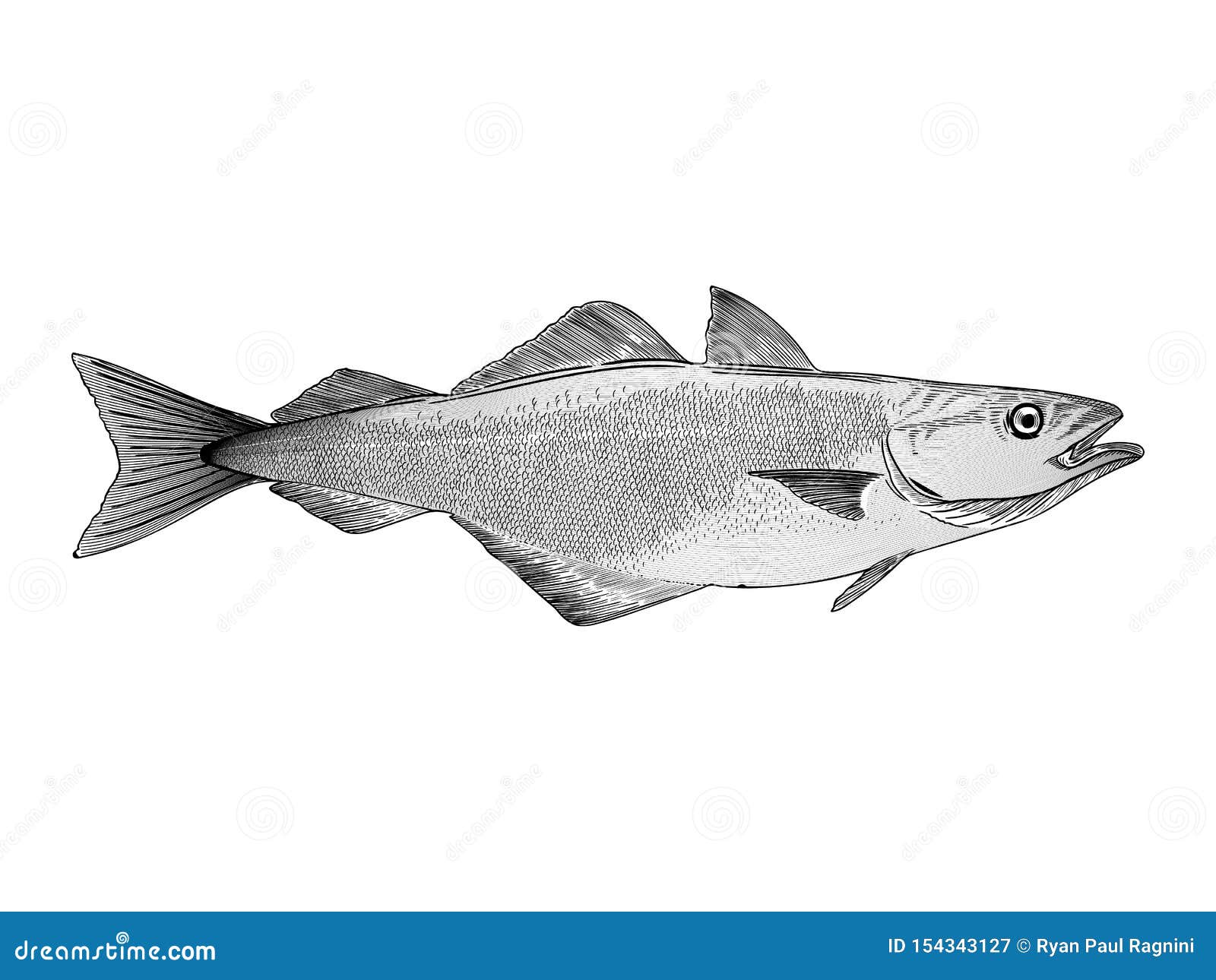 Atlantic Cod Codling Fish Viewed From Side Drawing Black And White ...