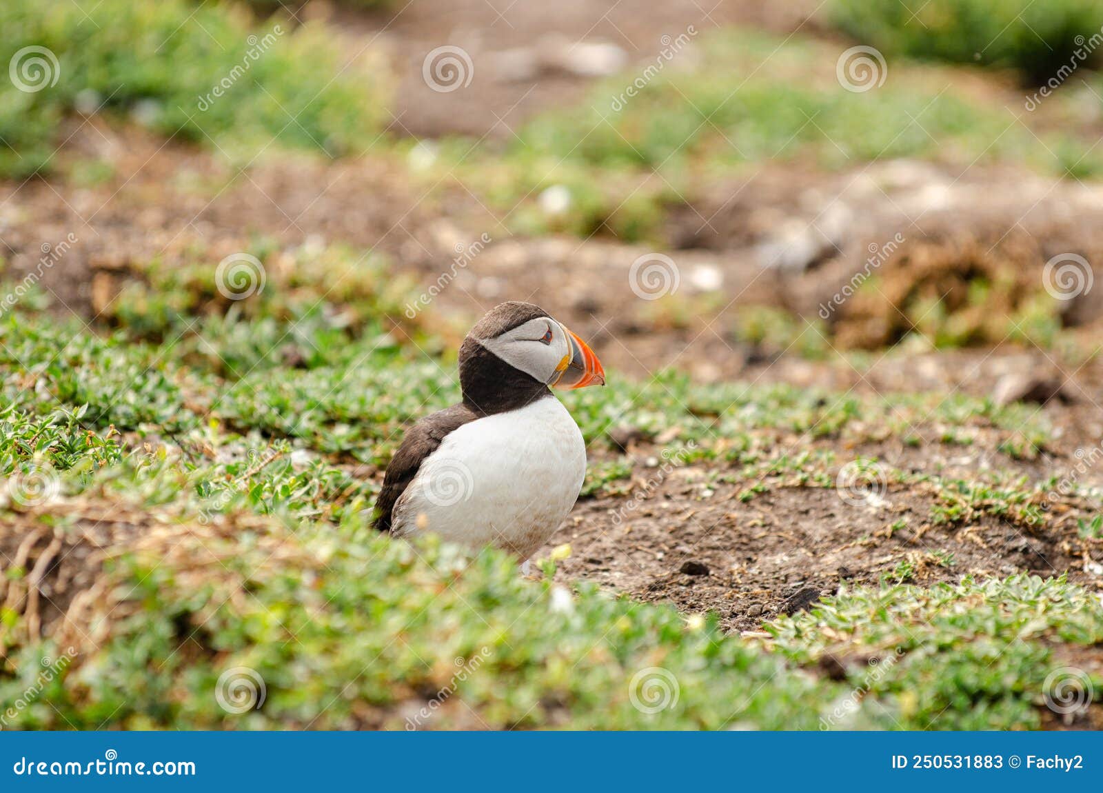 Atlantic Common Puffin Closeup Profile Sitting on Grass Stock Image ...
