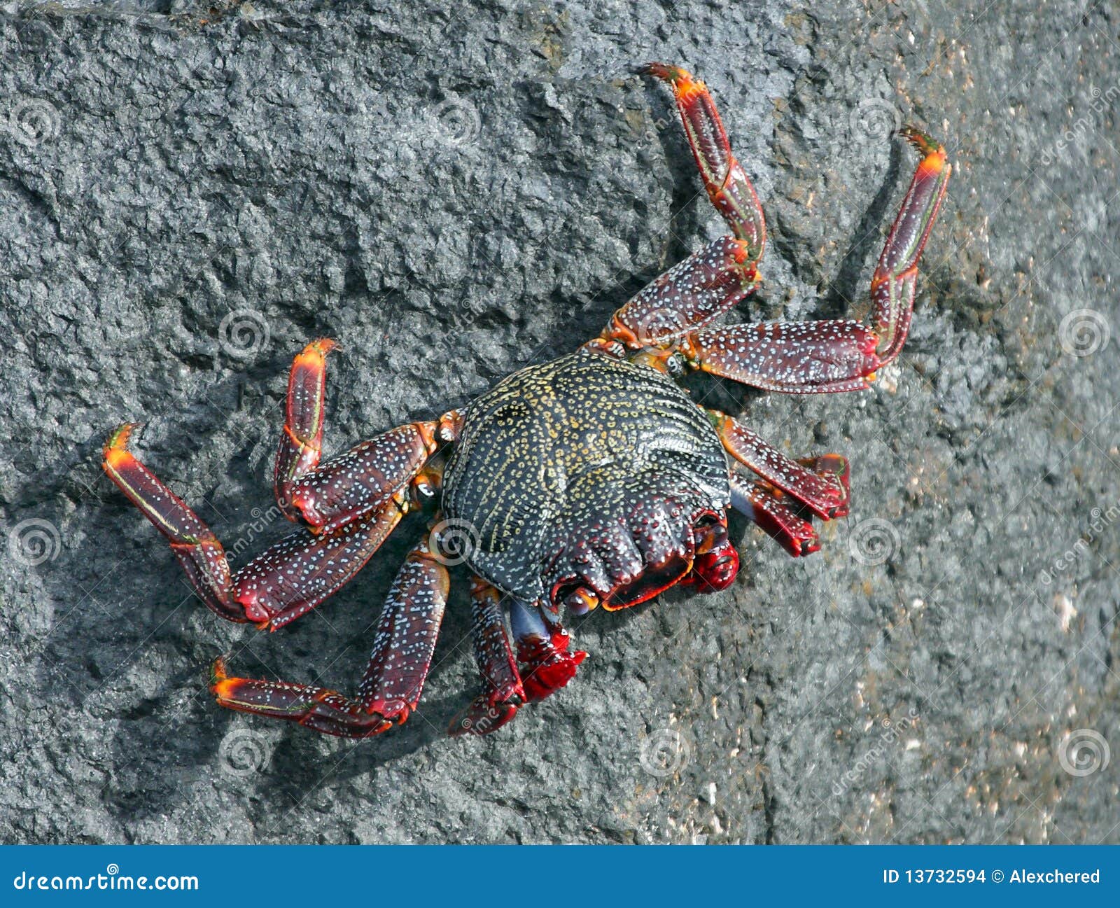 Atlantic Crab on the Rock, Madeira Island - Portugal Stock Photo ...
