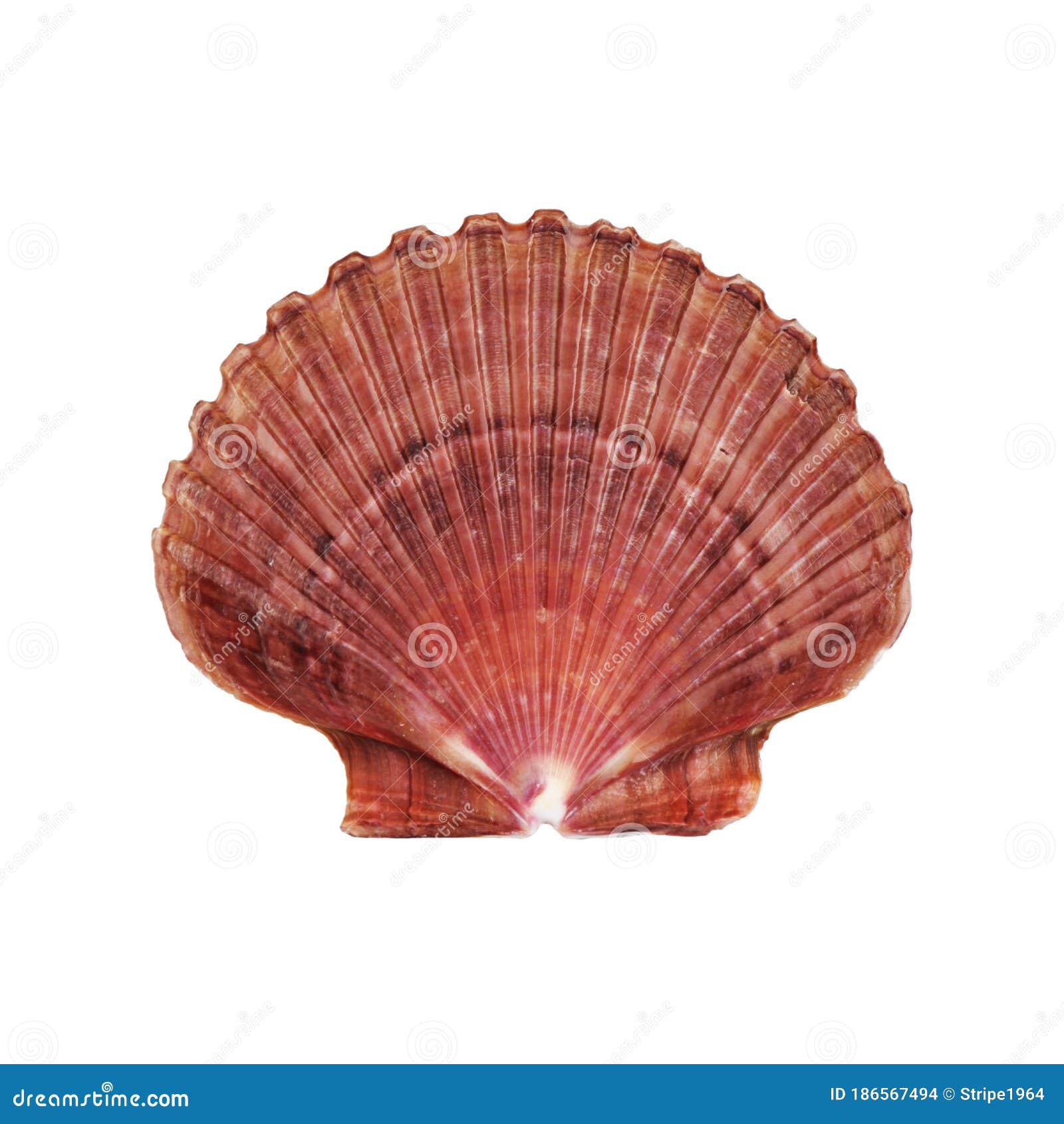 Atlantic Deep Sea Scallop Shell on White with Clipping Path Stock Photo ...