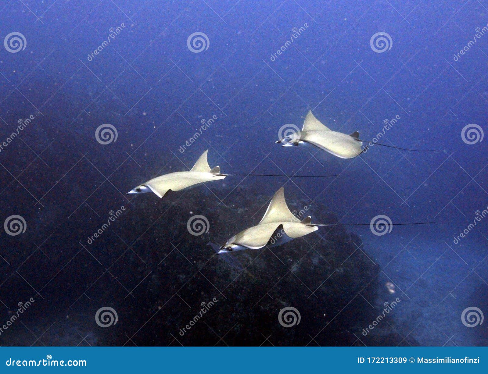 Lesser Devil Ray Mobula Hypostoma Stock Photos - Free & Royalty-Free ...