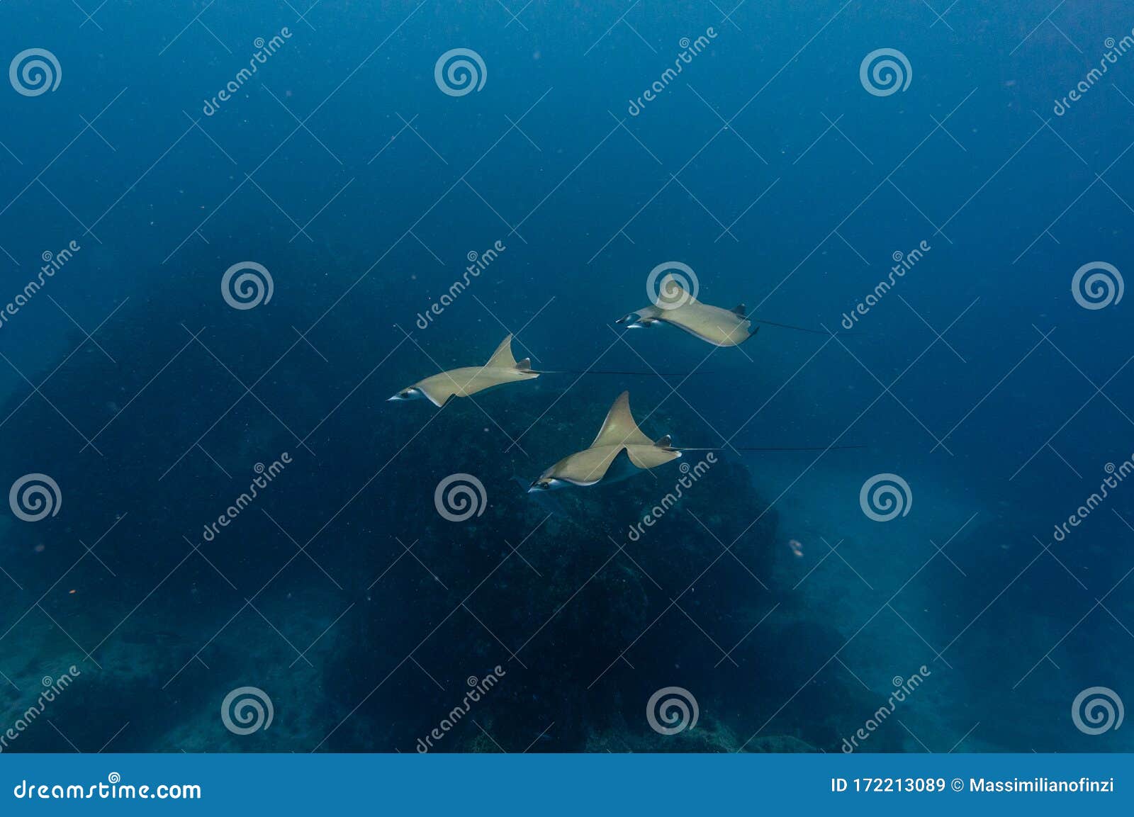 Atlantic devil ray stock image. Image of destination - 172213089