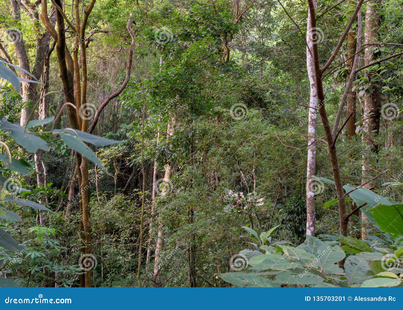Atlantic Forest from close stock image. Image of vines - 135703201