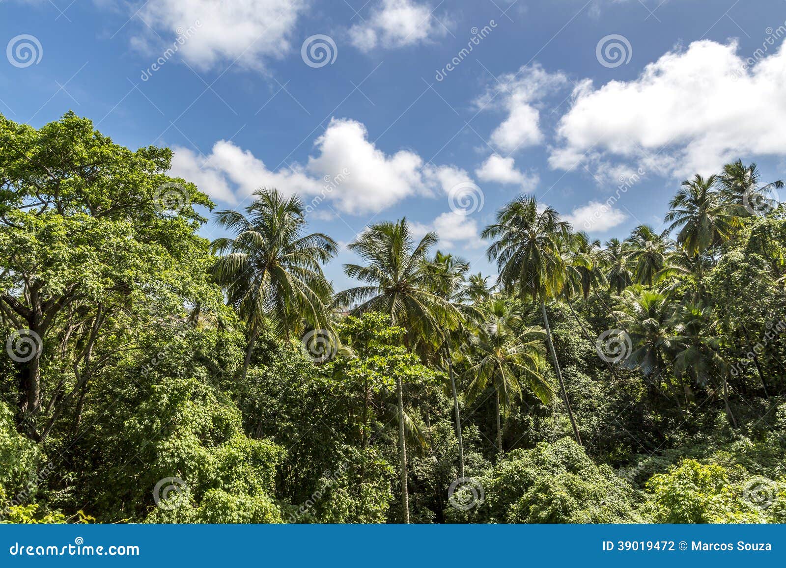 Atlantic Forest stock photo. Image of education, focus - 39019472