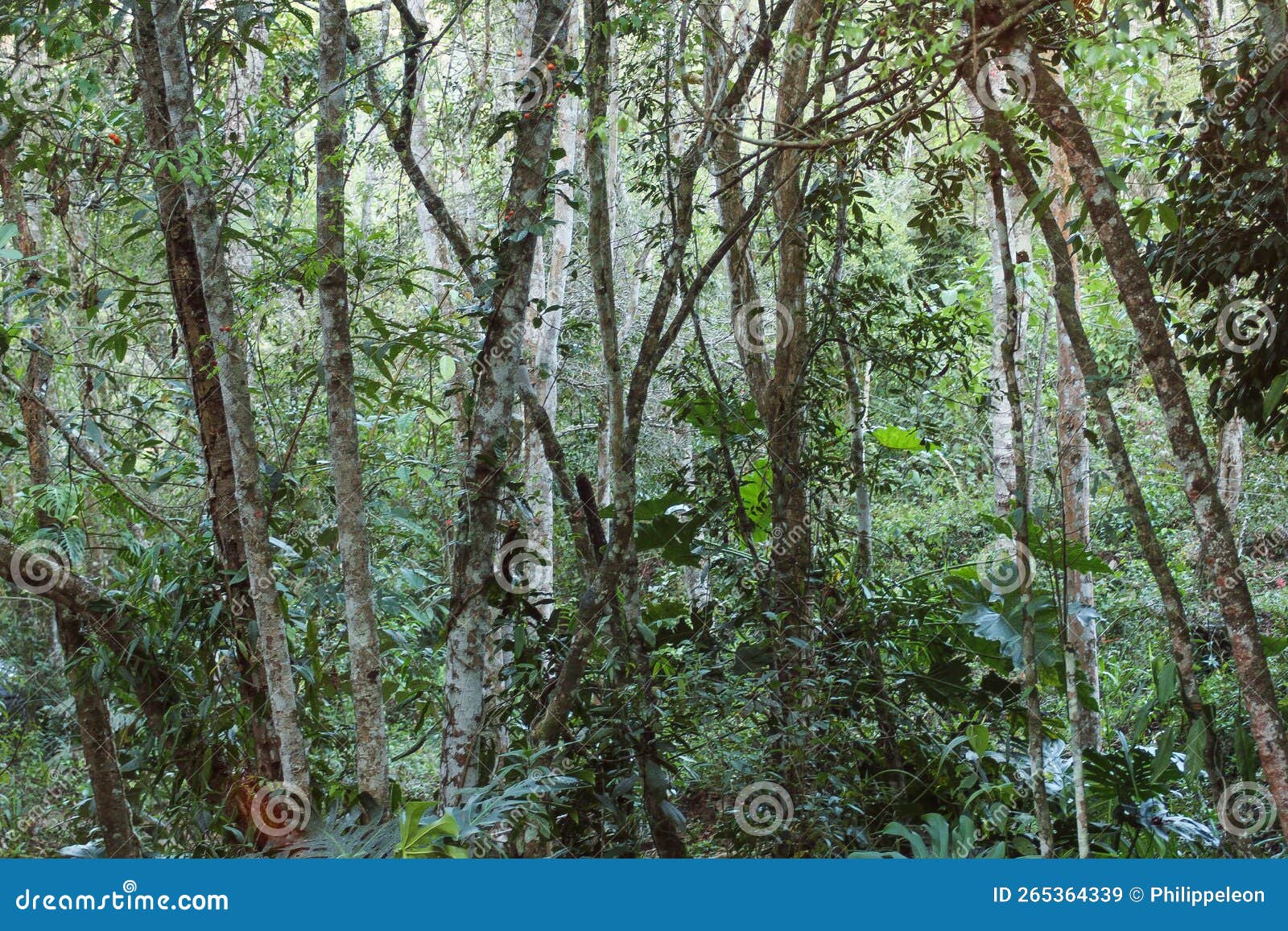 Atlantic Forest stock image. Image of green, nature - 265364339