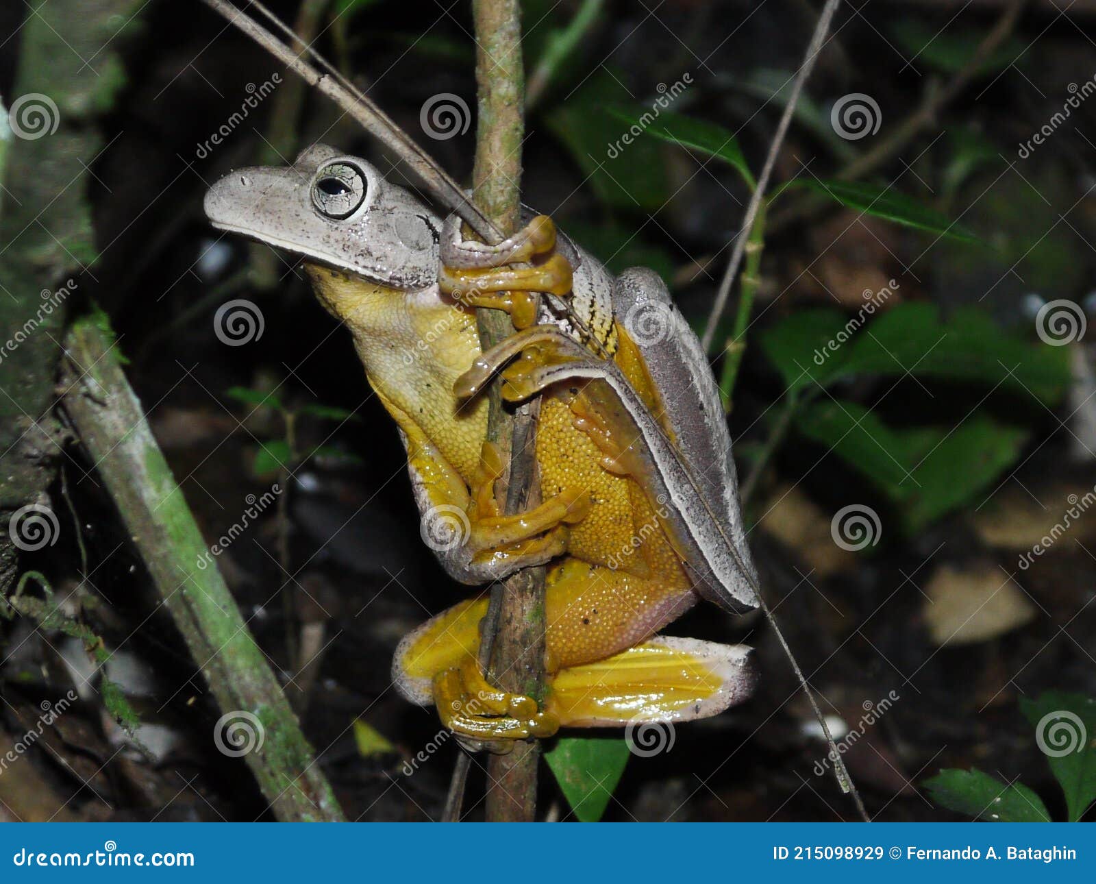 Preserved Atlantic Cod Liver. Isolated On White Background Stock Image ...