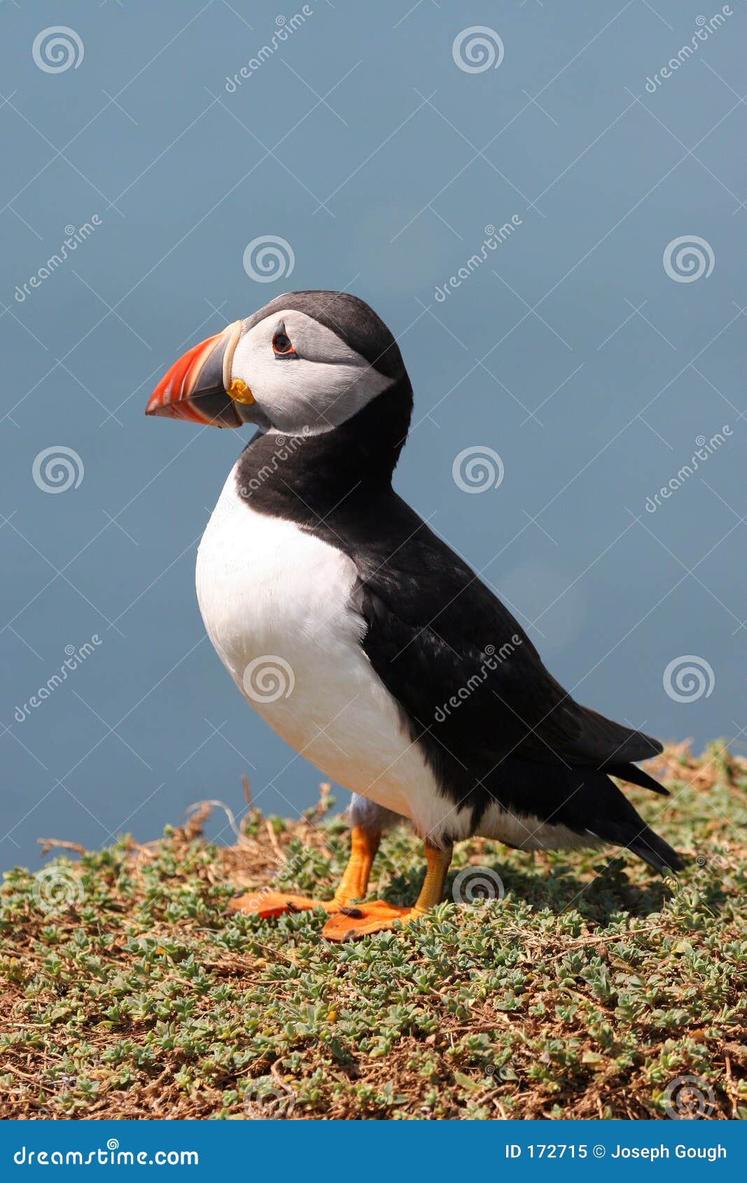 Atlantic Fratercula Maskonur Arctica Obraz Stock - Obraz złożonej z ...