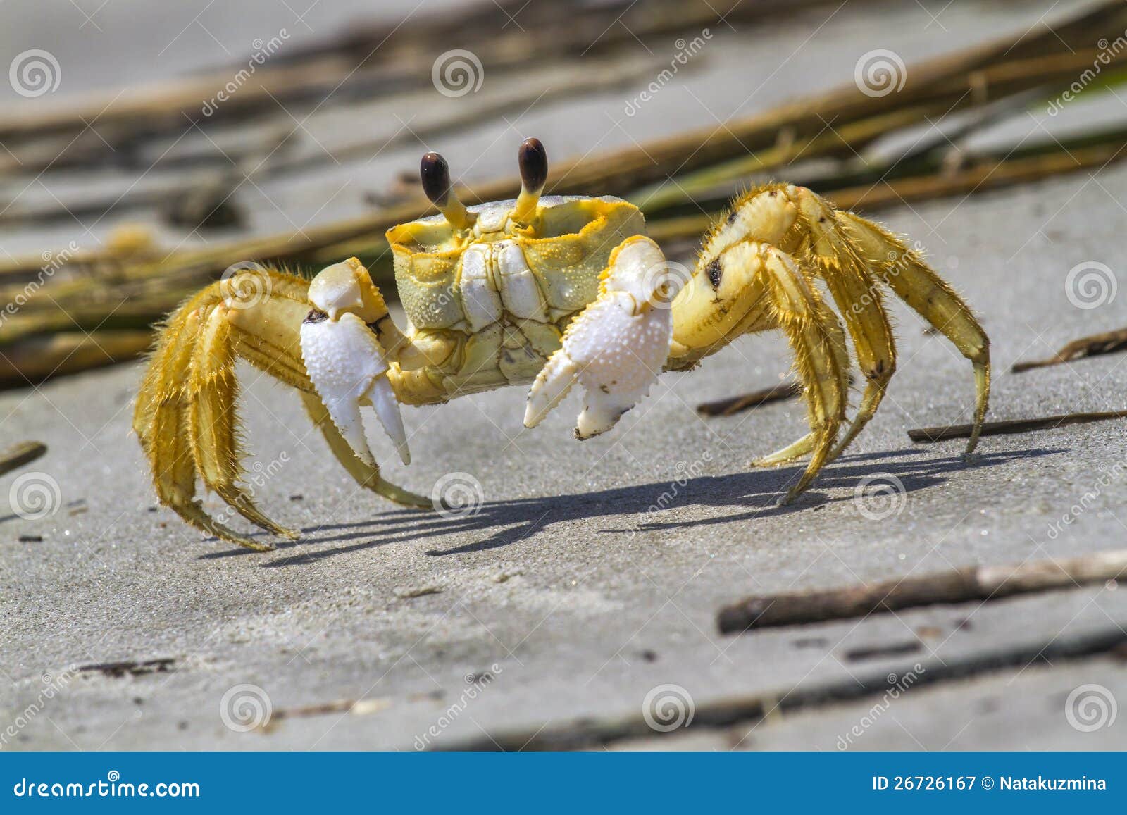 The Atlantic Ghost Crab Ocypode Quadrata Also Known As Sand Or Beach ...