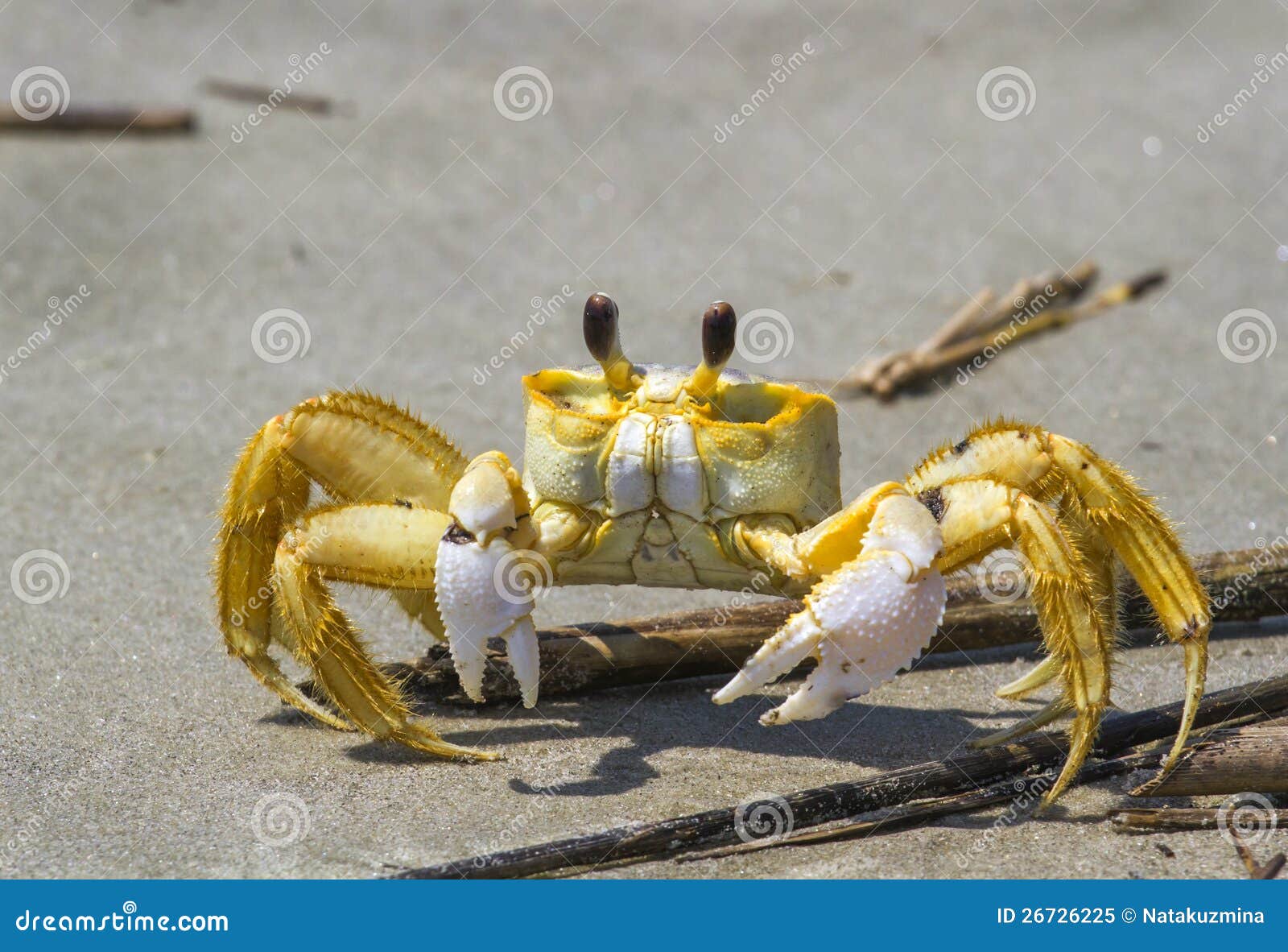 The Atlantic Ghost Crab Ocypode Quadrata Also Known As Sand Or Beach ...
