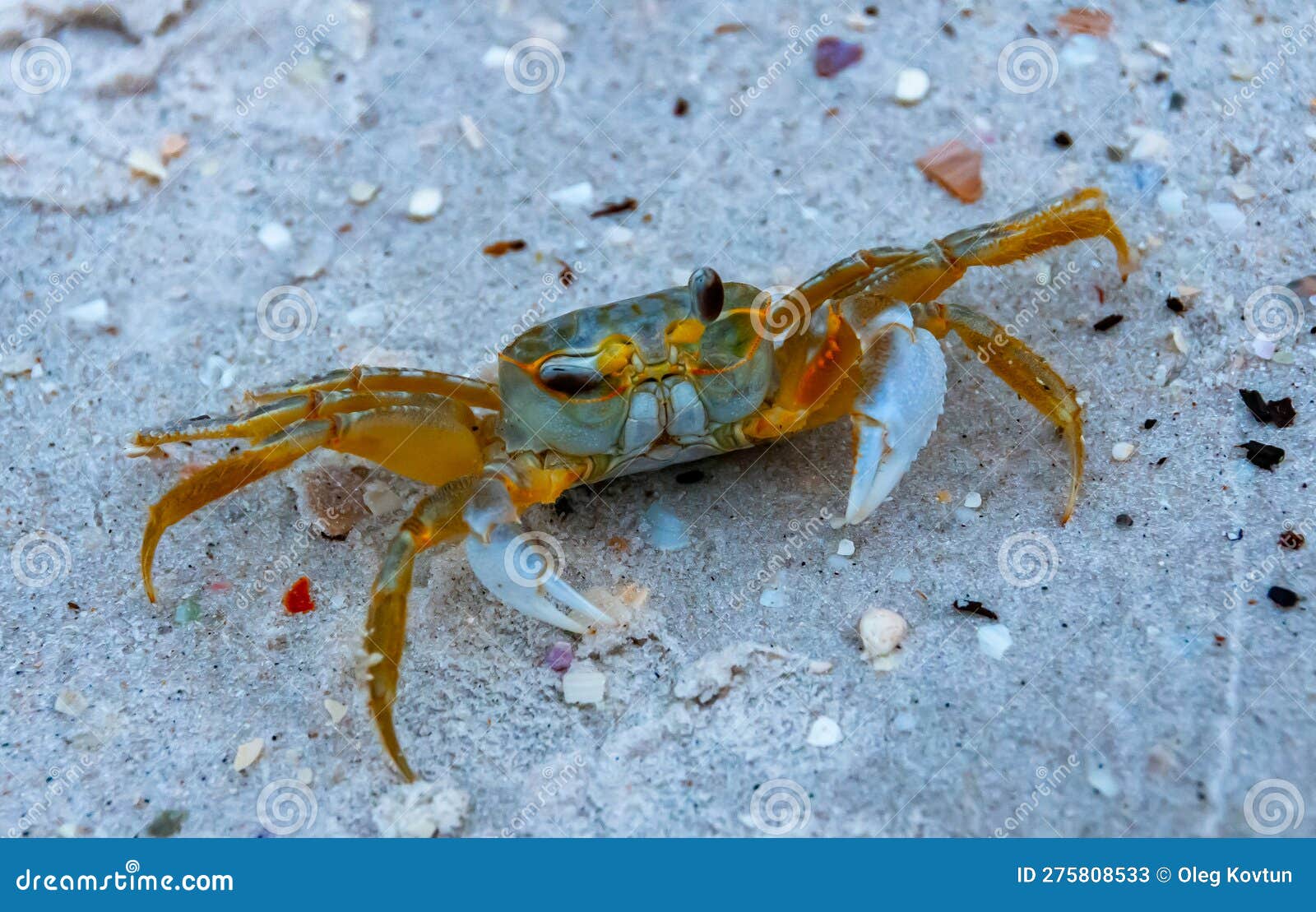 Atlantic Ghost Crab (Ocypode Quadrata) at the Ocean Beach, Florida USA ...