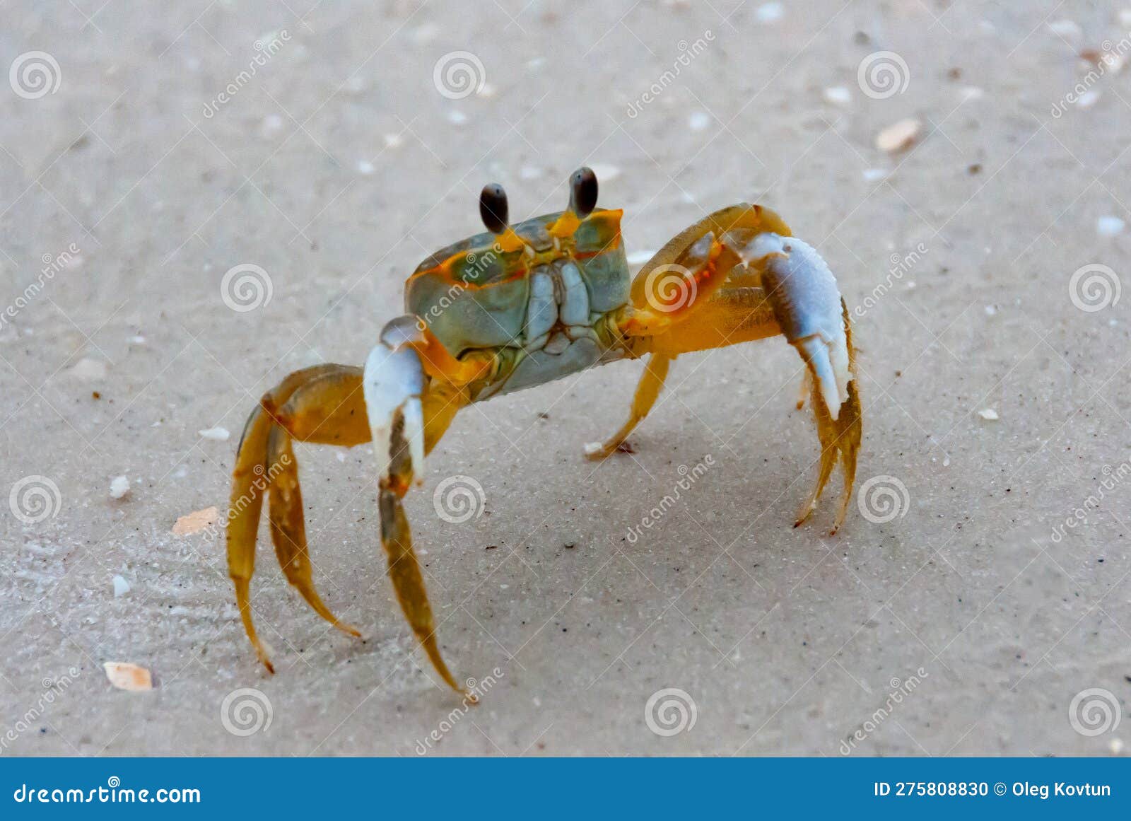 Atlantic Ghost Crab (Ocypode Quadrata) at the Ocean Beach, Florida USA ...