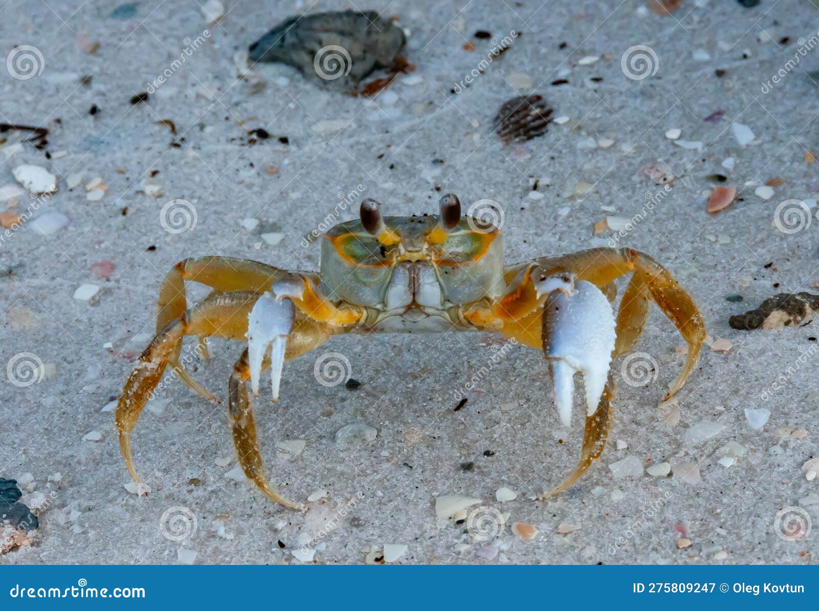 Atlantic Ghost Crab (Ocypode Quadrata) at the Ocean Beach, Florida USA ...