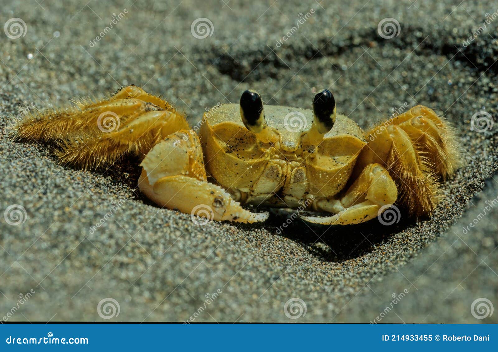 The Atlantic Ghost Crab Ocypode Quadrata Also Known As Sand Or Beach ...