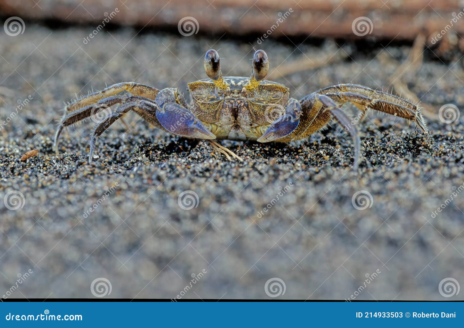 The Atlantic Ghost Crab Ocypode Quadrata Also Known As Sand Or Beach ...