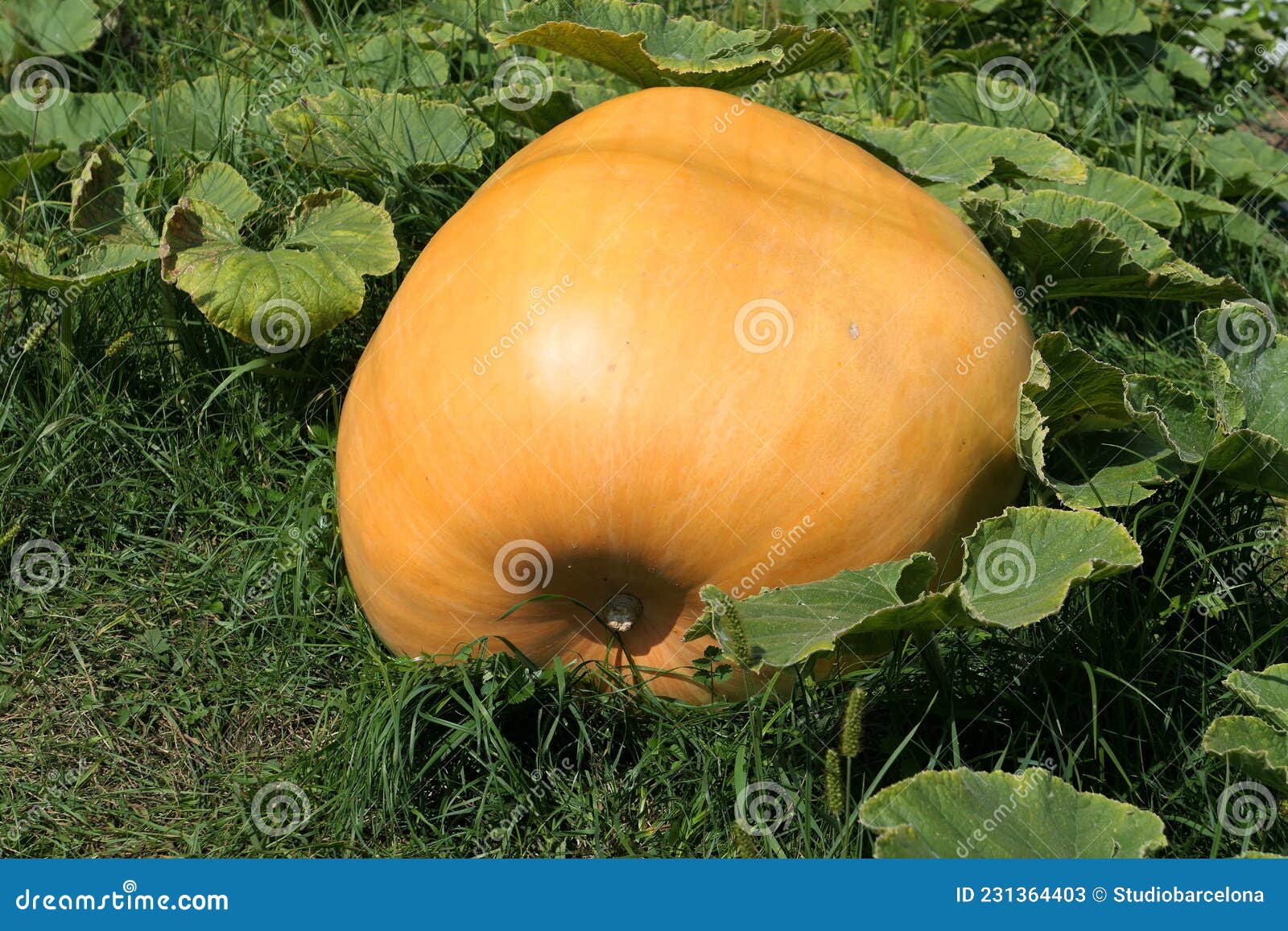 Atlantic Giant Pumpkin Growing in the Garden Stock Image - Image of ...