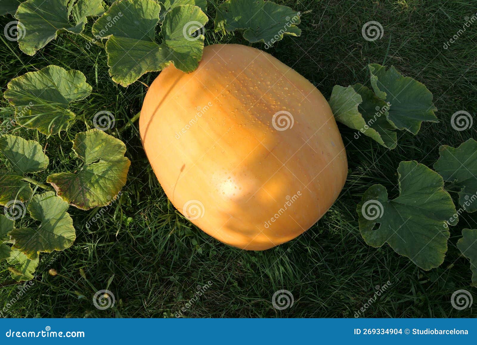 Atlantic Giant Pumpkin Growing on Plant Stock Photo - Image of farm ...