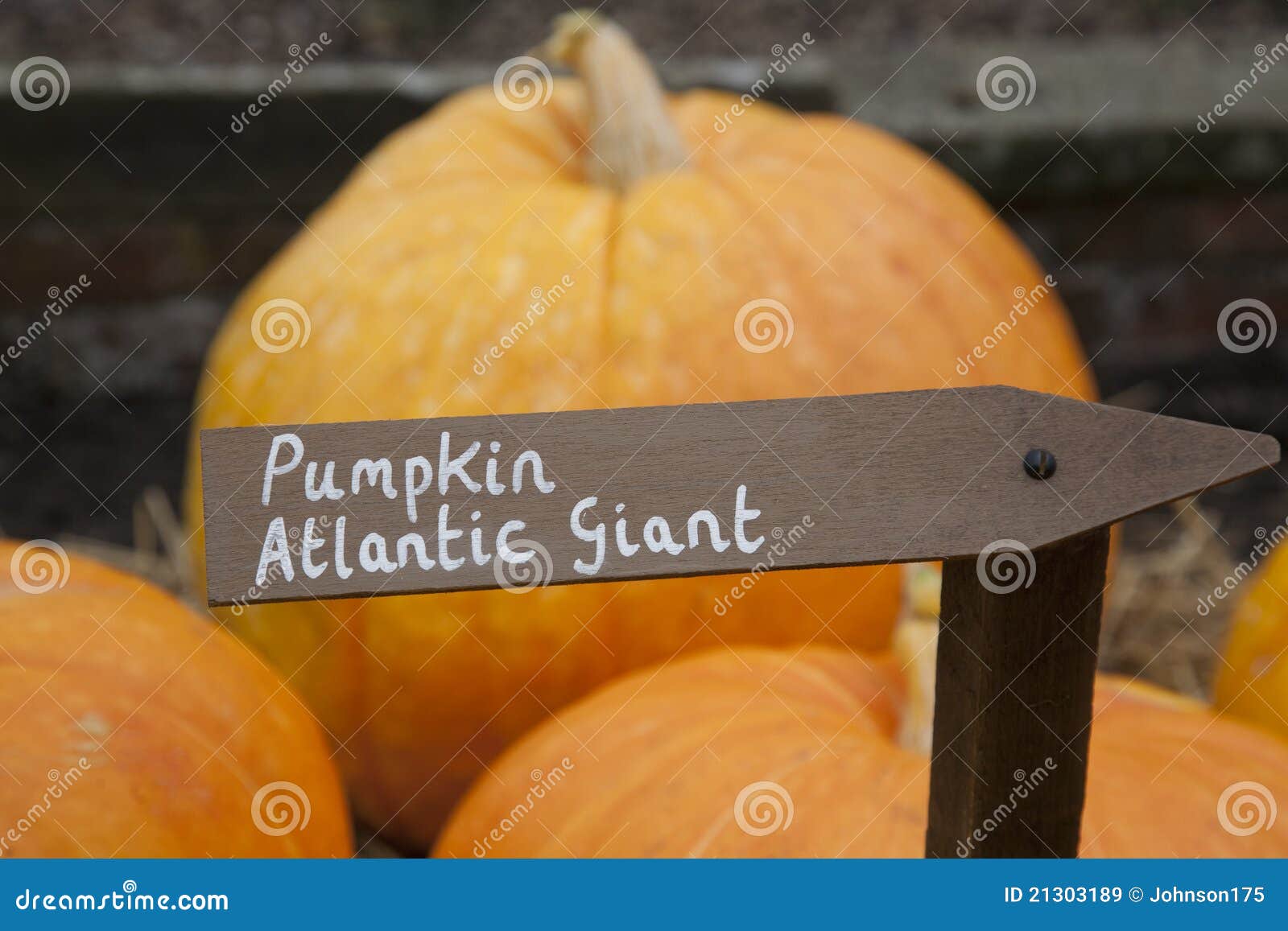 Atlantic Giant Pumpkins stock image. Image of hour, pumpkin - 21303189