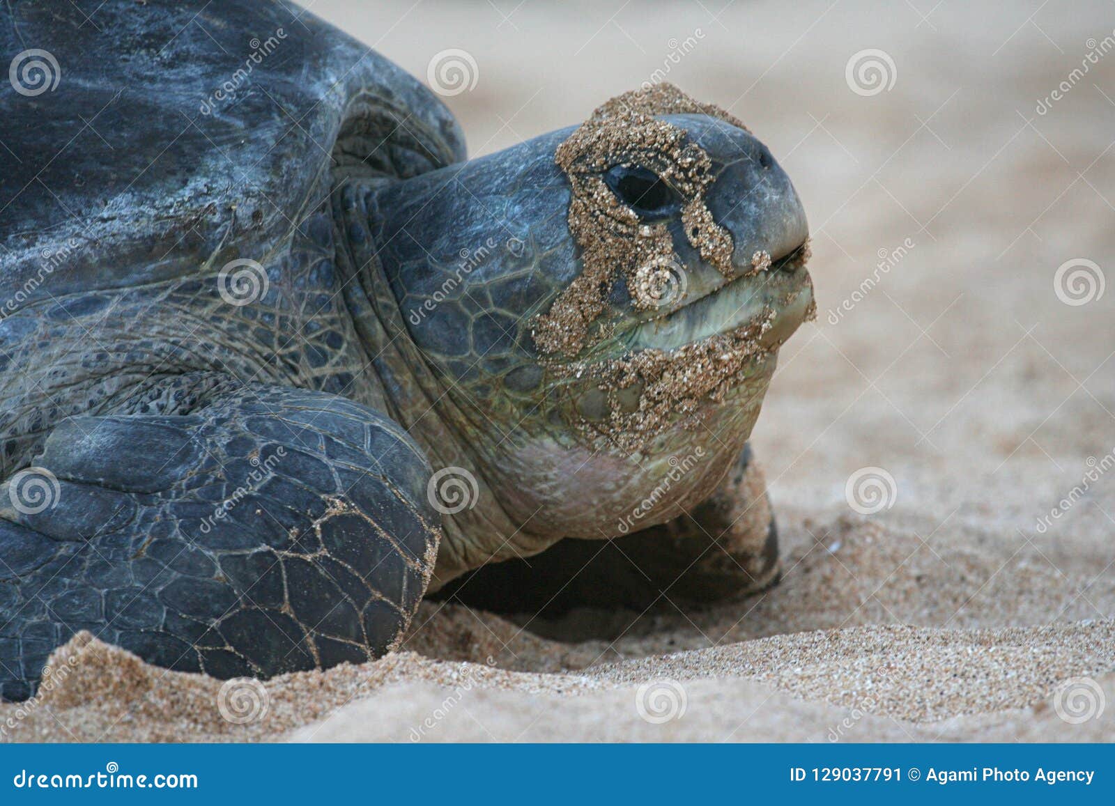 Atlantic Green Turtle stock image. Image of green, reptiles - 129037791