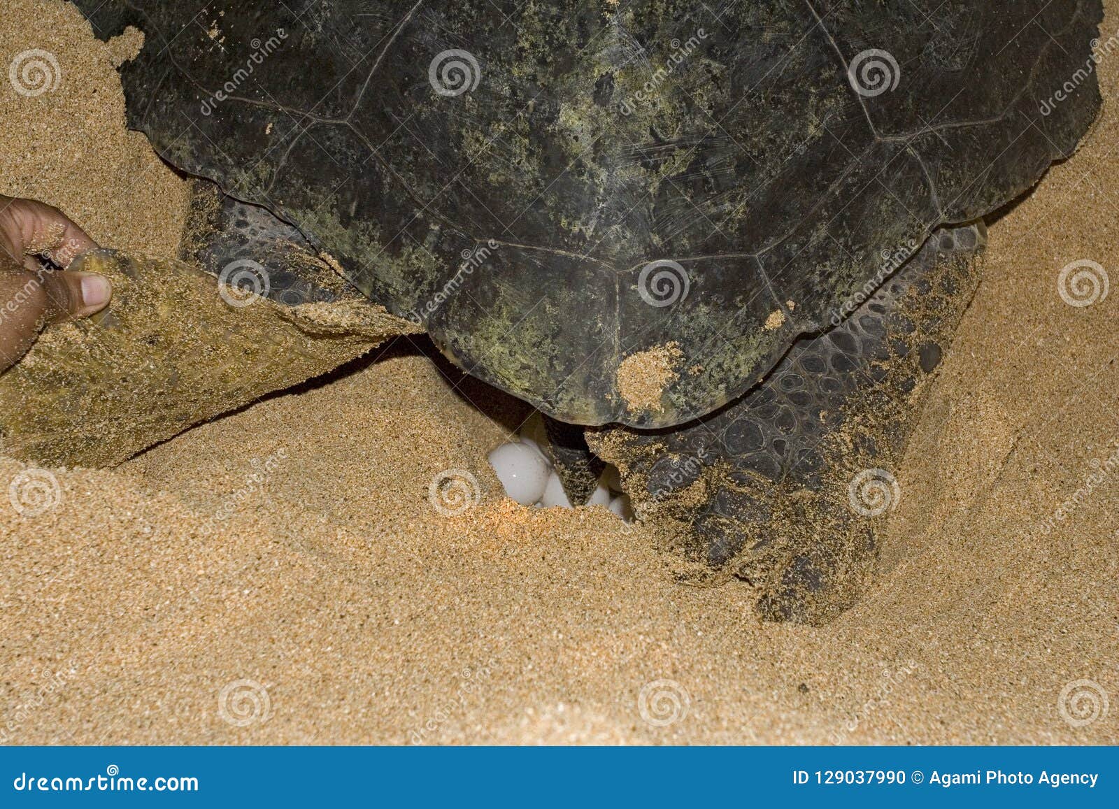 Atlantic Green Turtle stock photo. Image of atlantic - 129037990