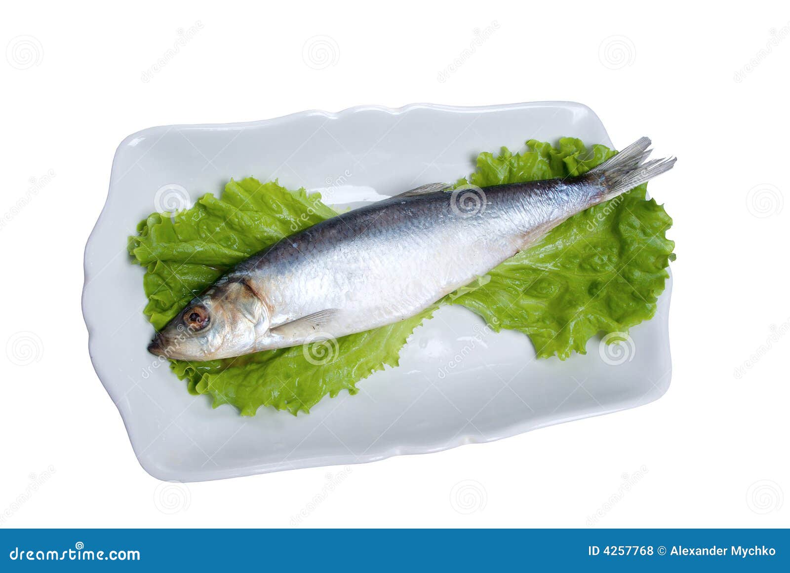 Atlantic herring stock photo. Image of marine, seafood - 4257768