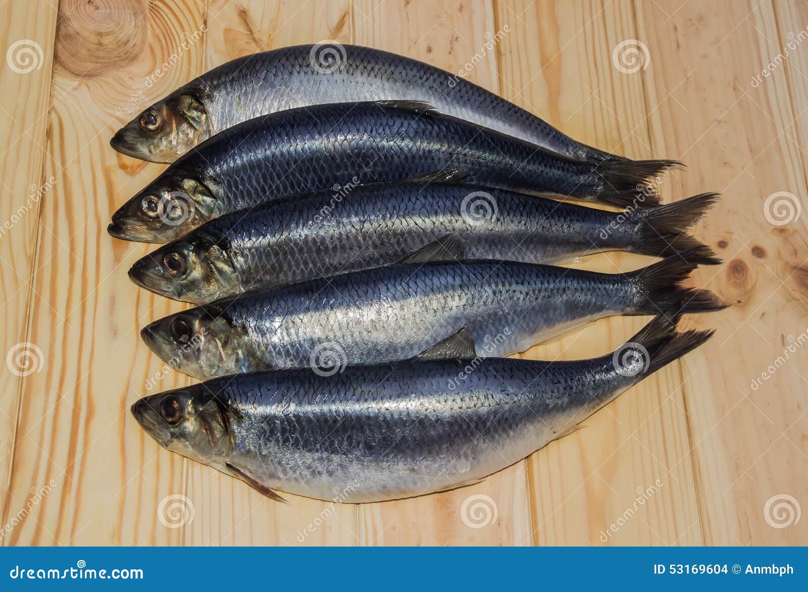 Atlantic herring stock photo. Image of food, fishing - 53169604