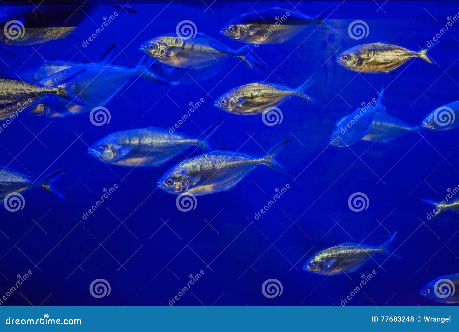 Atlantic Horse Mackerel (Trachurus Trachurus) Stock Photo - Image of ...