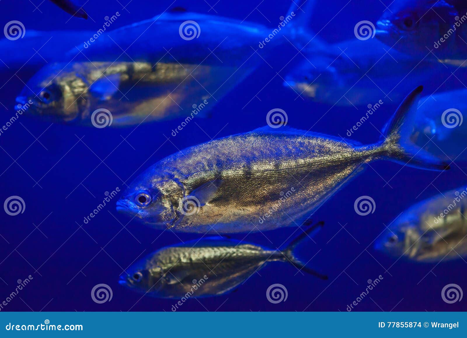 Atlantic Horse Mackerel (Trachurus Trachurus) Stock Photo - Image of ...